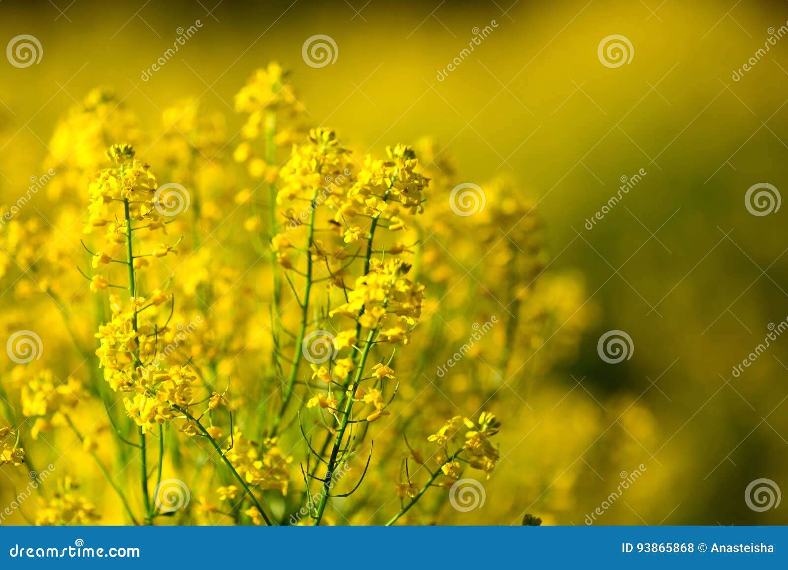 Raps, Canola, Biodiesel-Ernte Stockfoto - Bild von ölsaaten, blau: 93865868