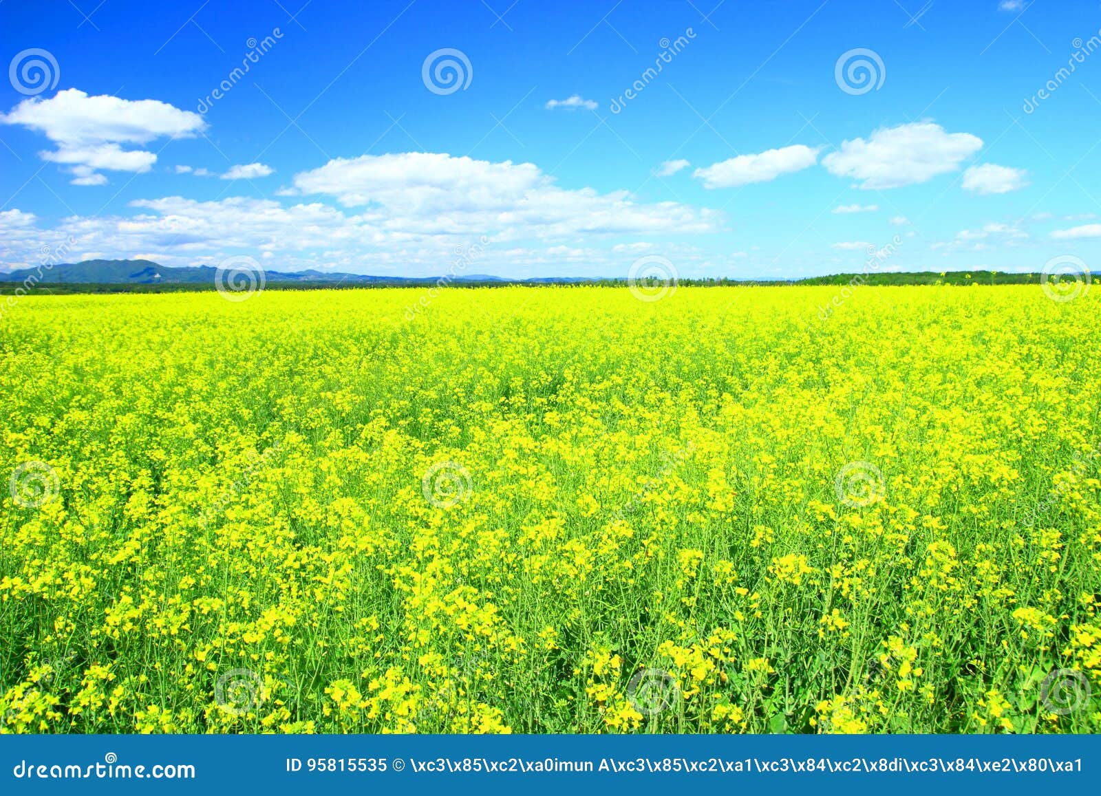 Raps, Canola, Biodiesel-Ernte Stockbild - Bild von blumen, frech: 95815535