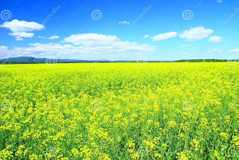 Raps, Canola, Biodiesel-Ernte Stockbild - Bild von blumen, frech: 95815535