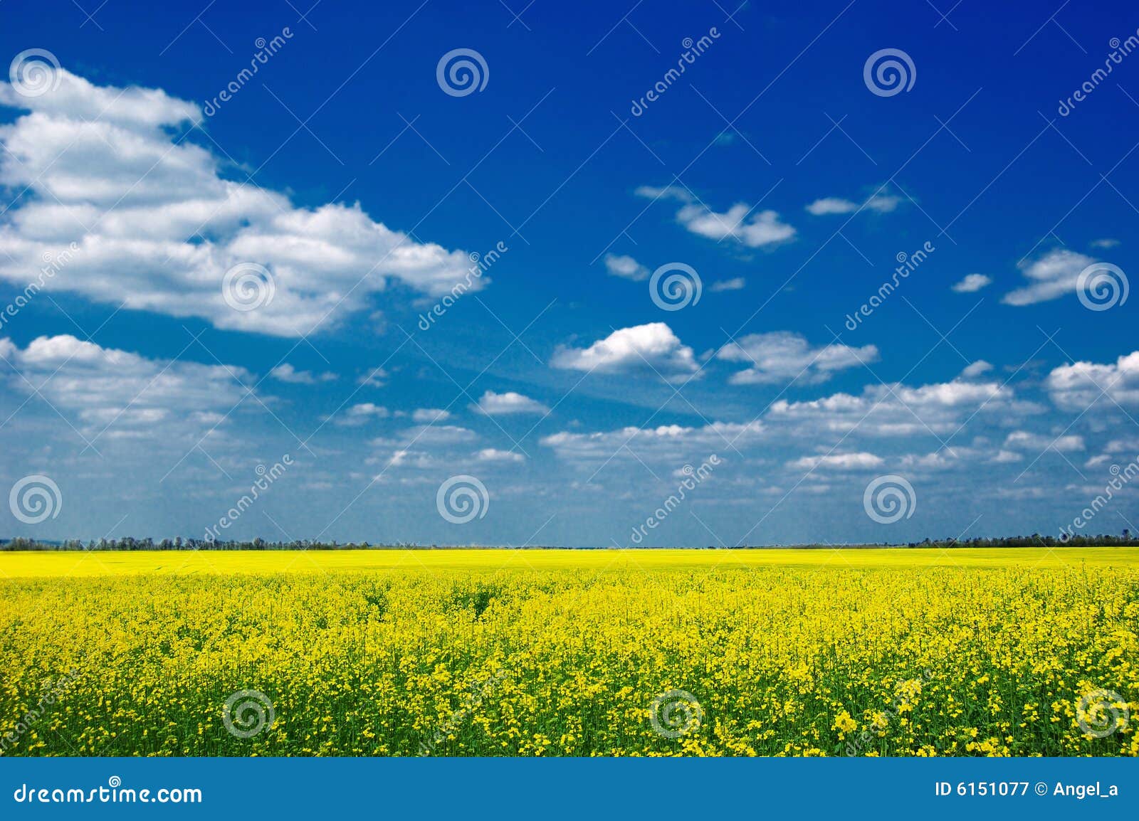 Raps field stock image. Image of farm, background, colorful - 6151077