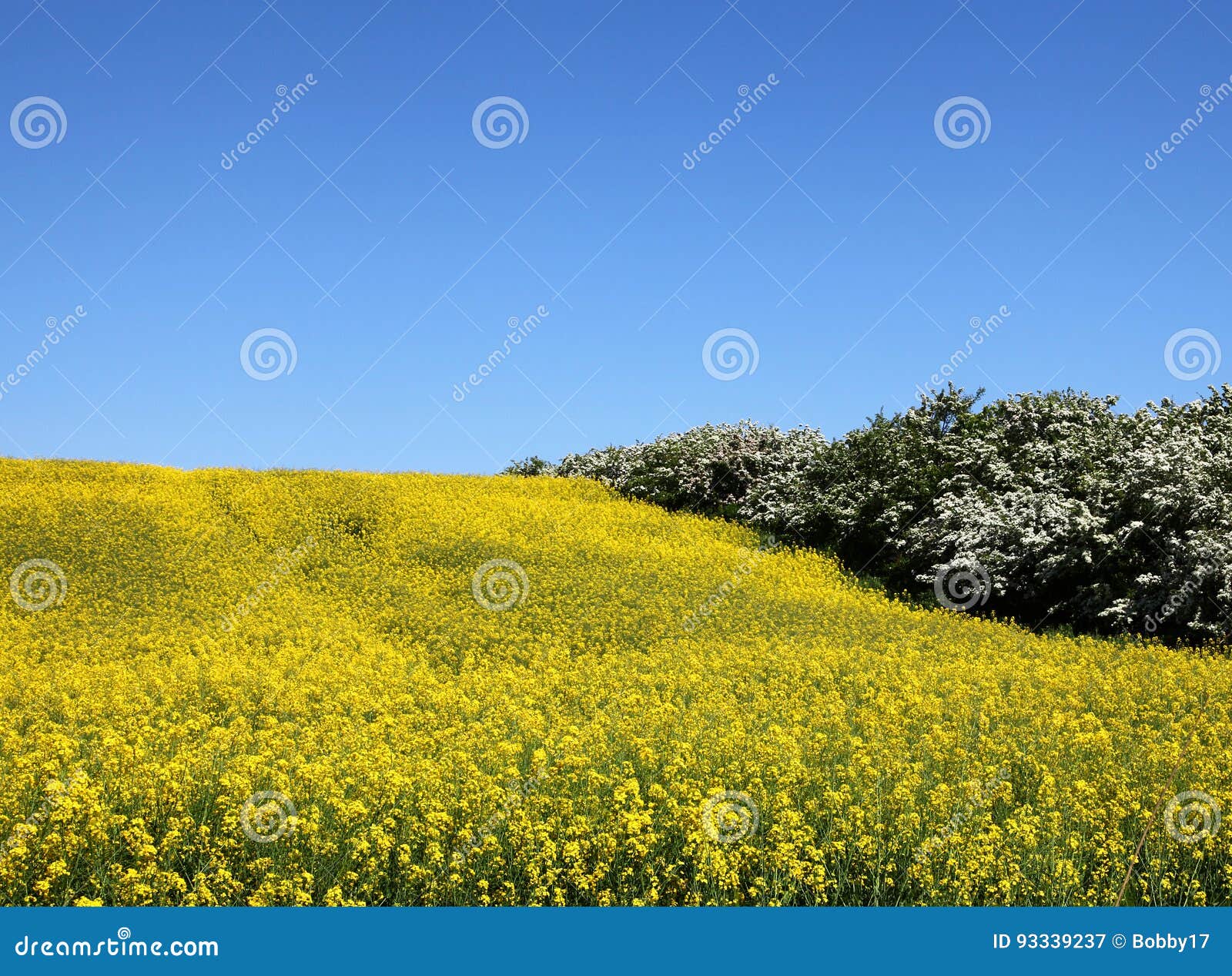 Raps field stock image. Image of agriculture, country - 93339237