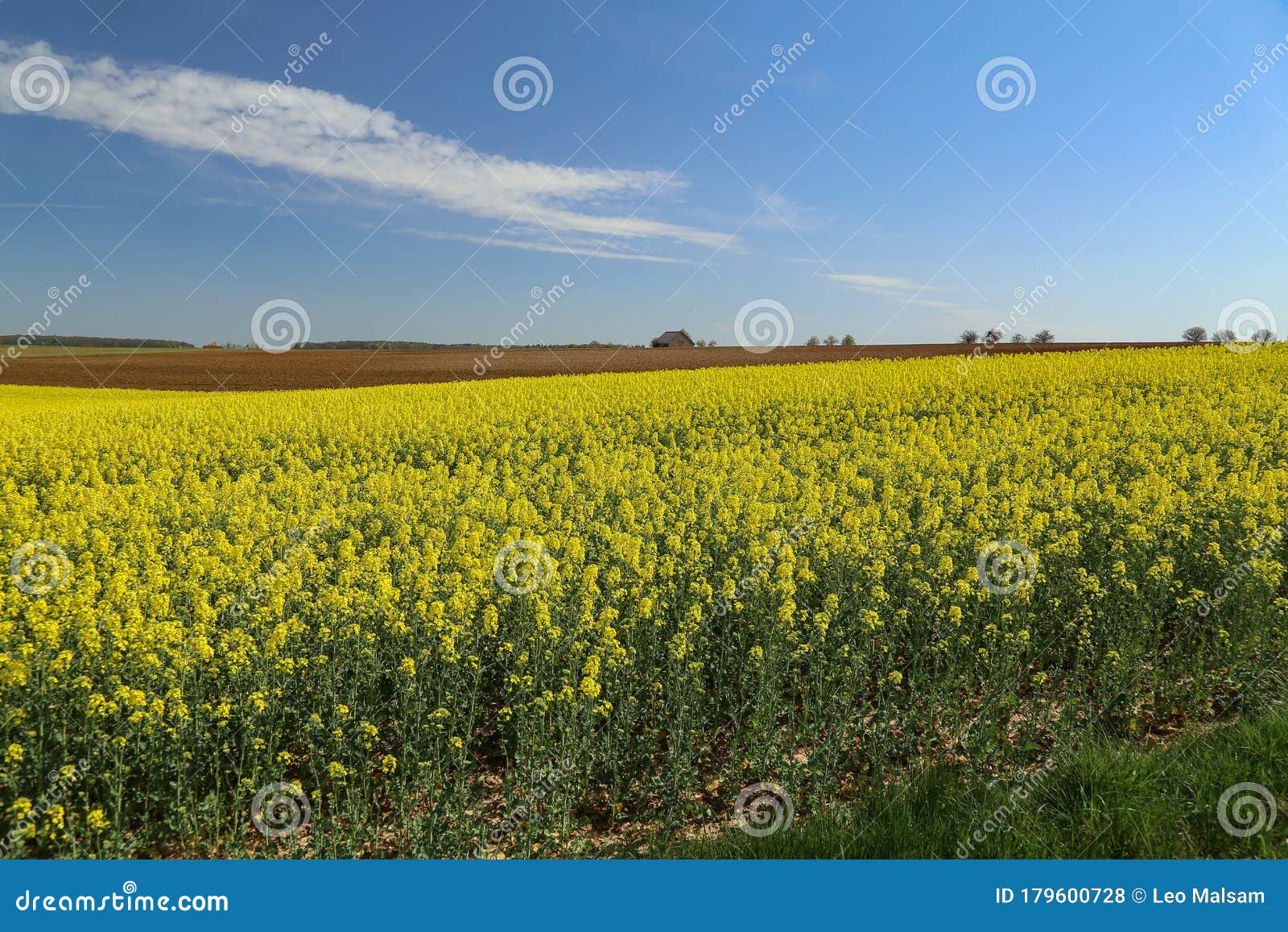 Raps Field - Cultivated Colorful Raps Field in Germany Stock Photo ...