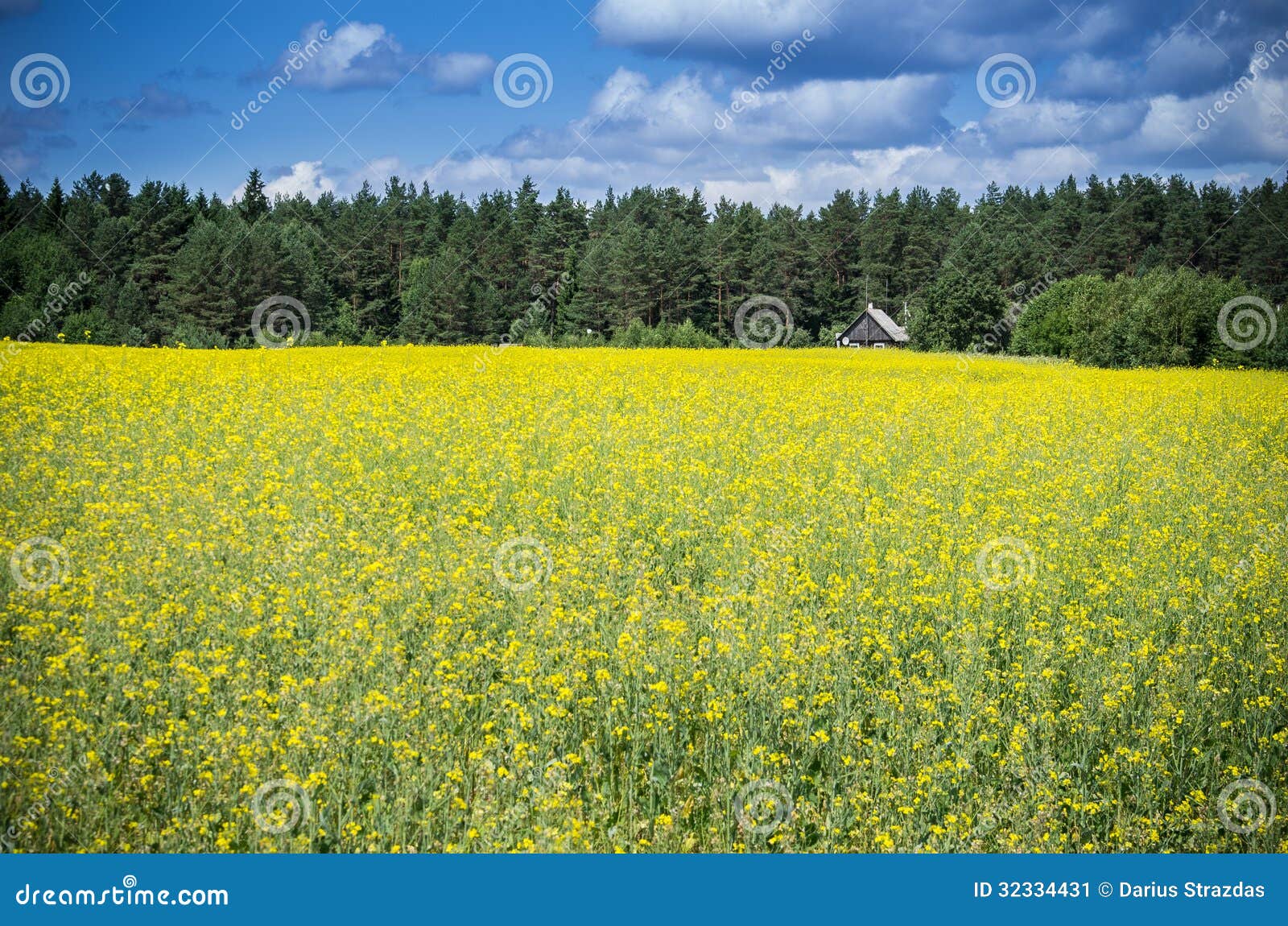 Field near forest stock image. Image of plant, natural - 32334431