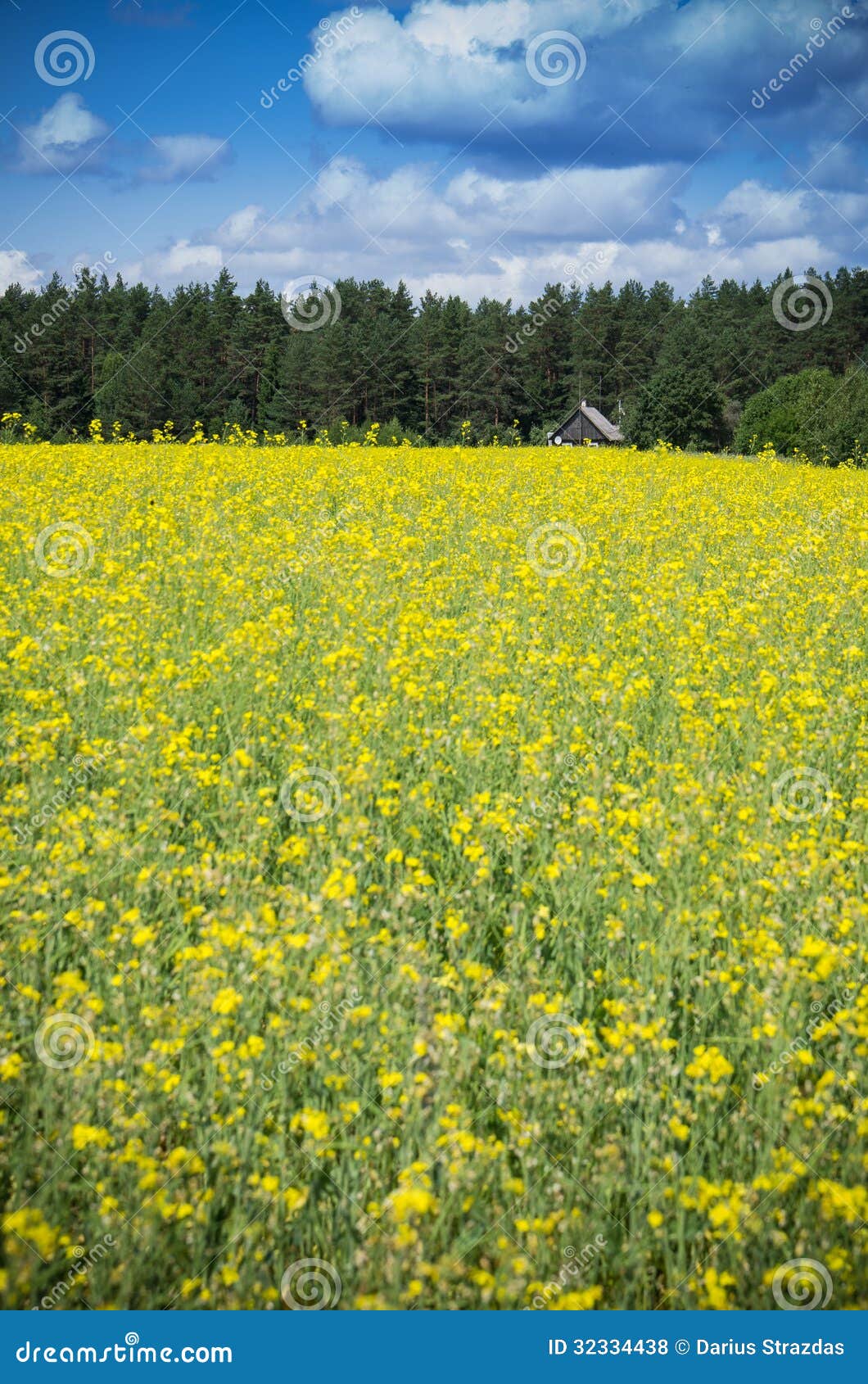 Raps Field near forest stock photo. Image of raps, horizon - 32334438