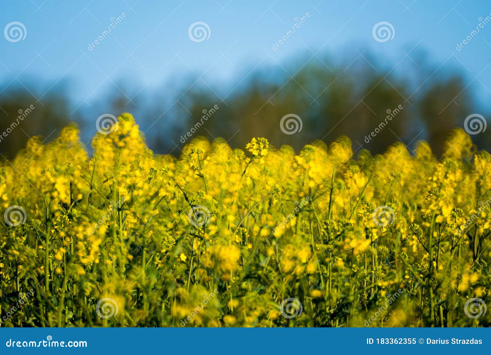 Raps field stock image. Image of farm, grass, land, colorful - 183362355