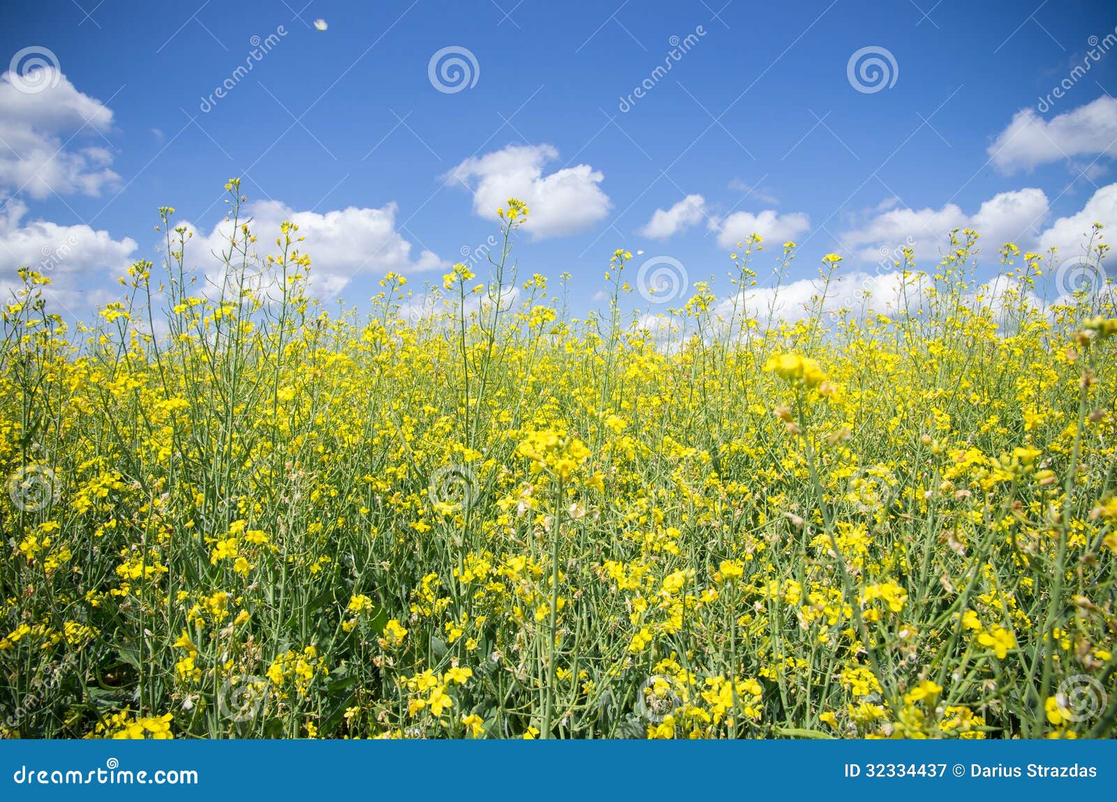 Raps field stock image. Image of fall, meadow, cloud - 32334437