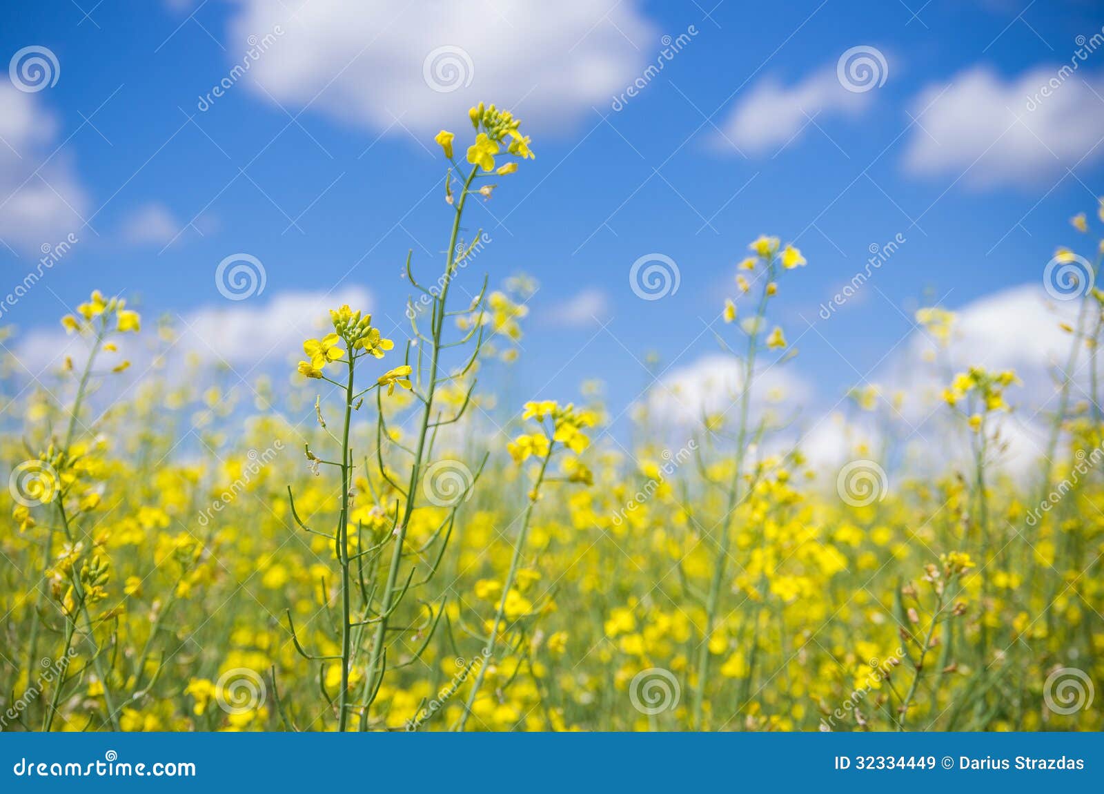 Raps field stock image. Image of bright, land, agriculture - 32334449