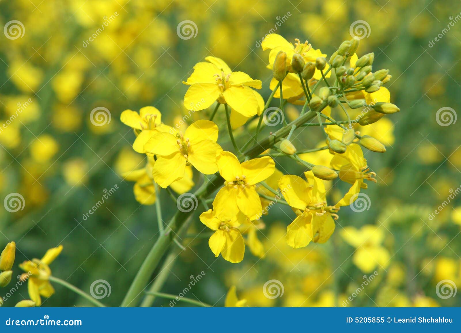 Raps (Kohl napus) stockbild. Bild von schmieröl, landwirtschaftlich ...