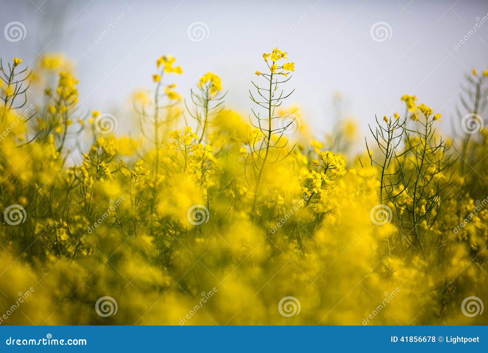 Raps (Kohl rapa) stockfoto. Bild von grün, kontrast, wolke - 41856678