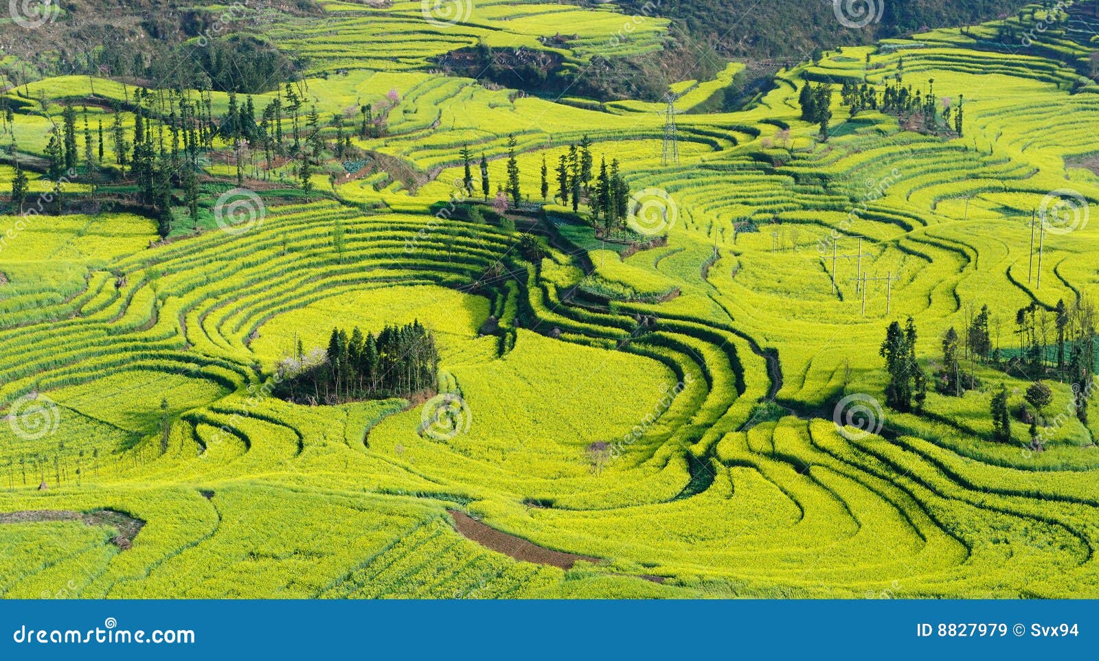 Rapsblumenfeld von Luoping stockbild. Bild von blume, asien - 8827979