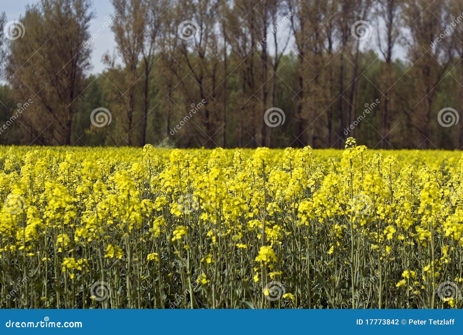 Rapsfeld stock photo. Image of healthy, nutritious, spring - 17773842