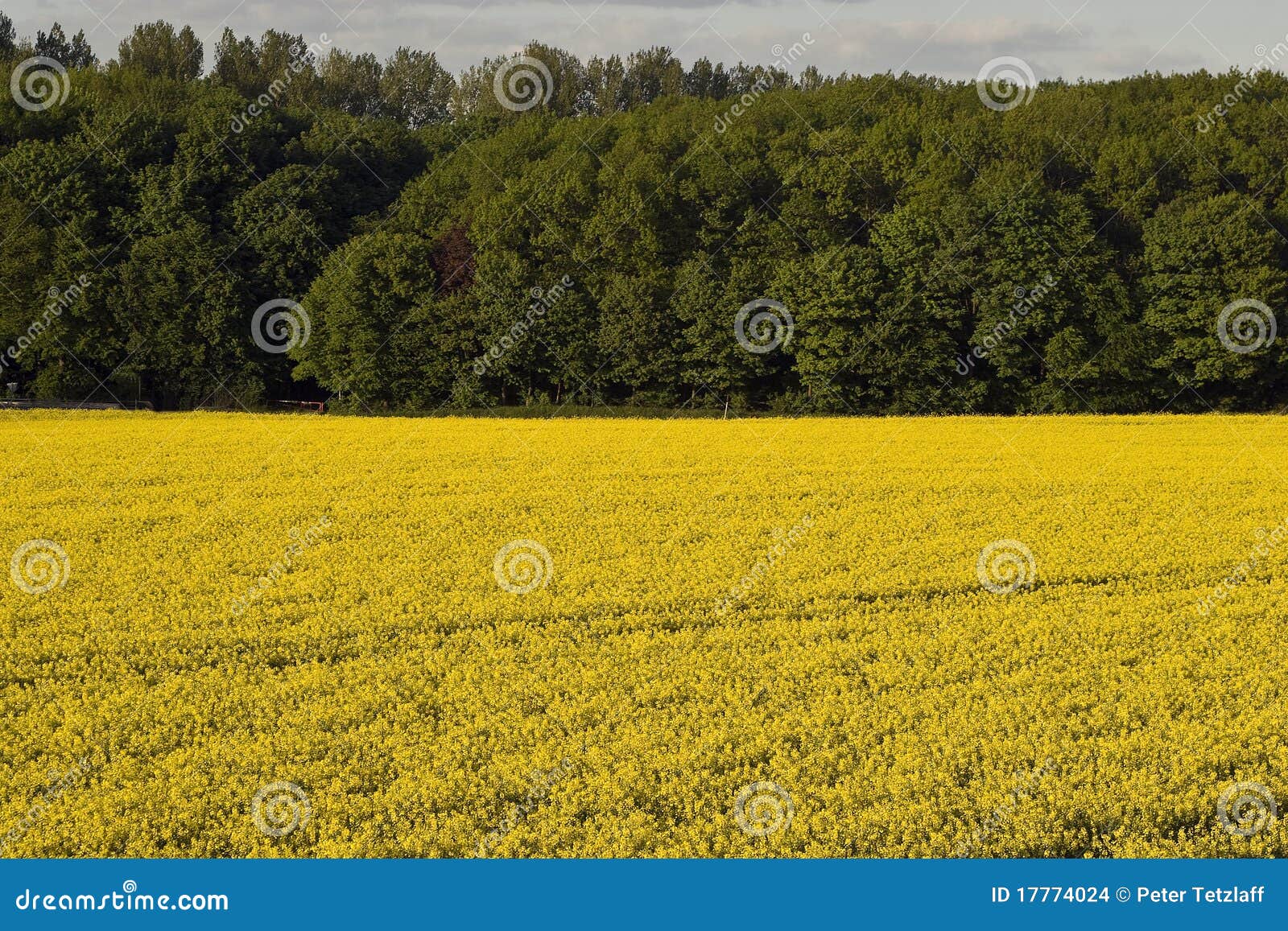 Rapsfeld stock photo. Image of ecological, beauty, strength - 17774024