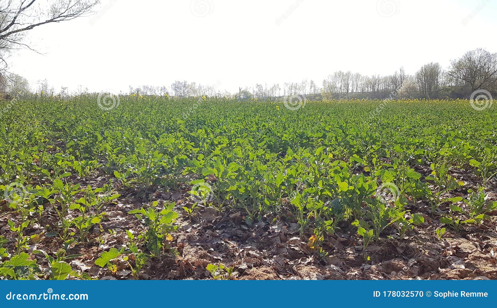 Rapsoilplants Stock Photos - Free & Royalty-Free Stock Photos from ...