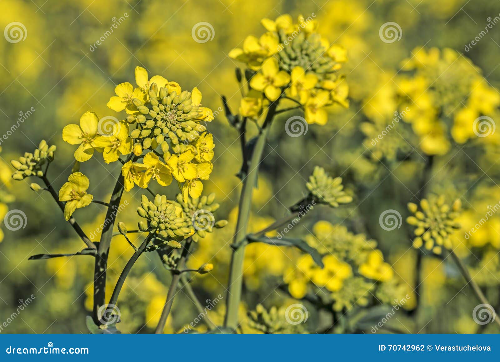 Rapspflanze (Canola, Rapssamen) Stockfoto - Bild von landwirtschaft ...