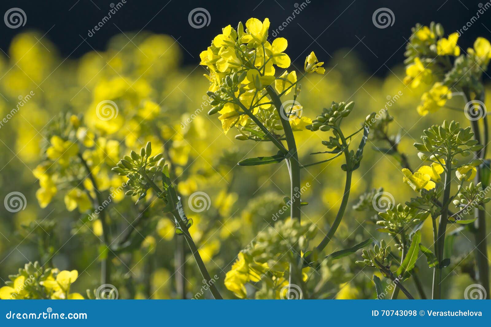Rapspflanze (Canola, Rapssamen) Stockfoto - Bild von blume ...