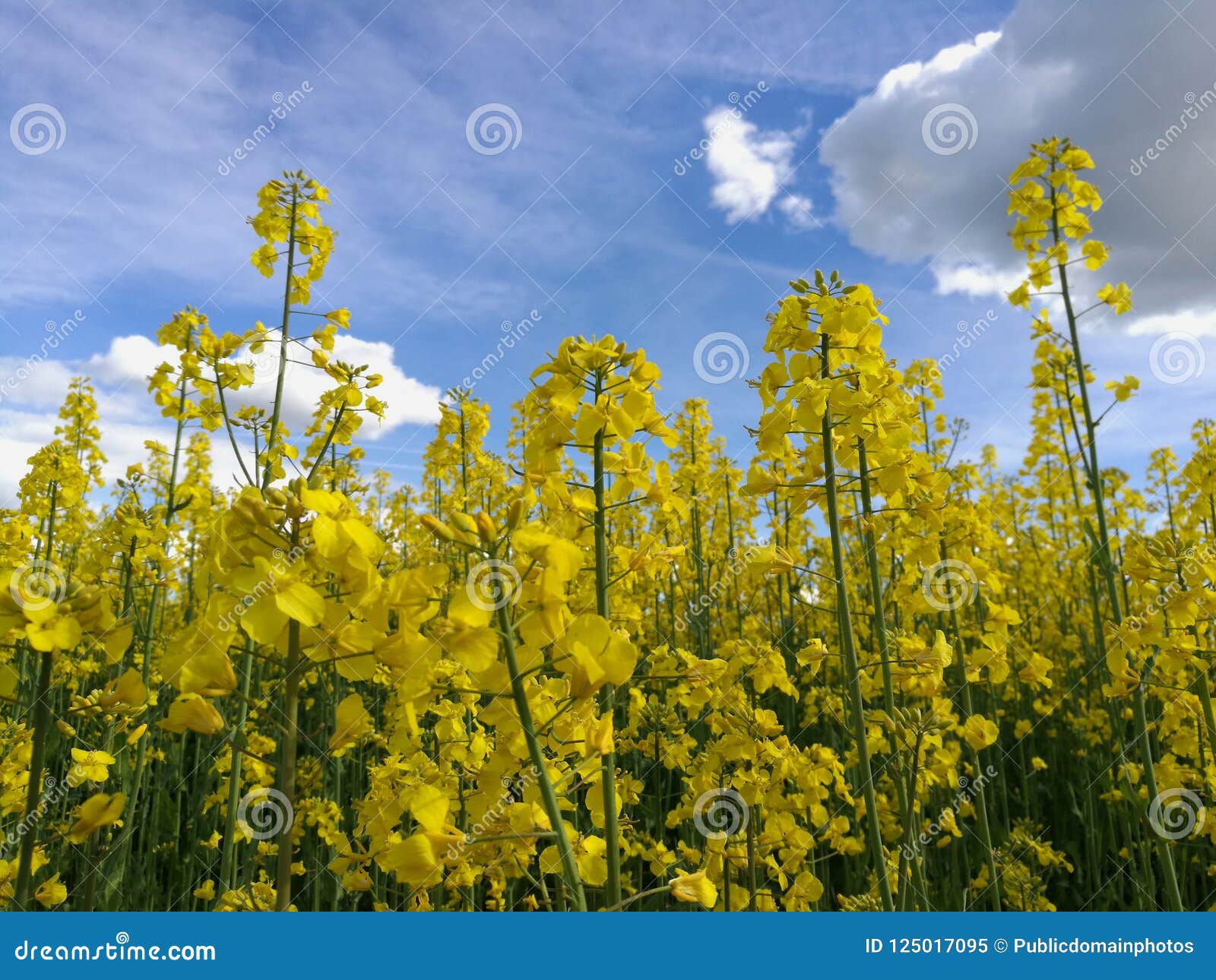 Gelbe Senfanlage Raps- Und Rübsensamen Canola Bild. Bild: 125017095