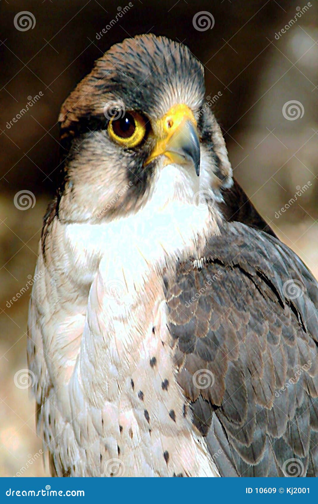 Raptor stock image. Image of falconary, feathered, bird - 10609