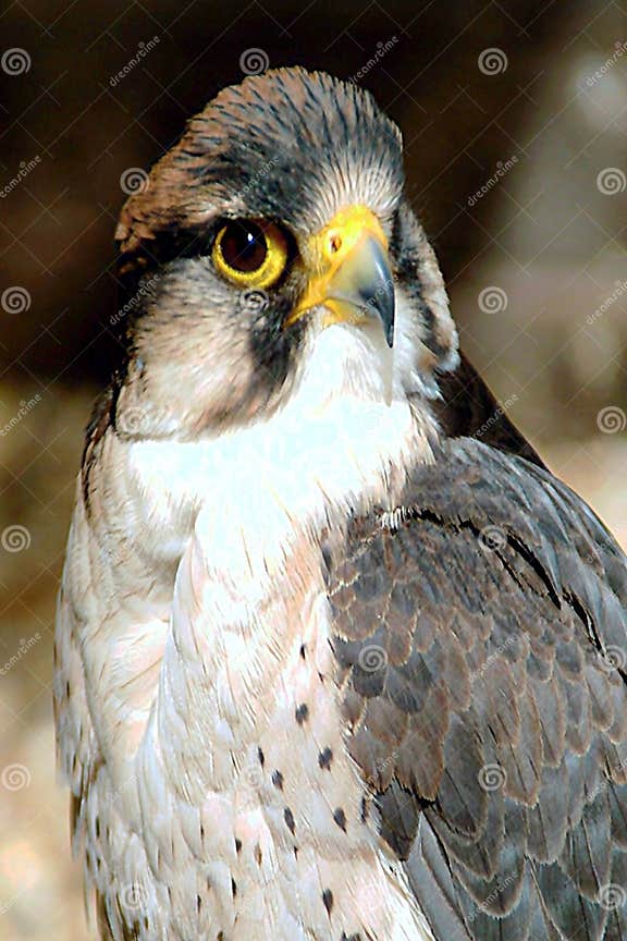Raptor stock image. Image of falconary, feathered, bird - 10609