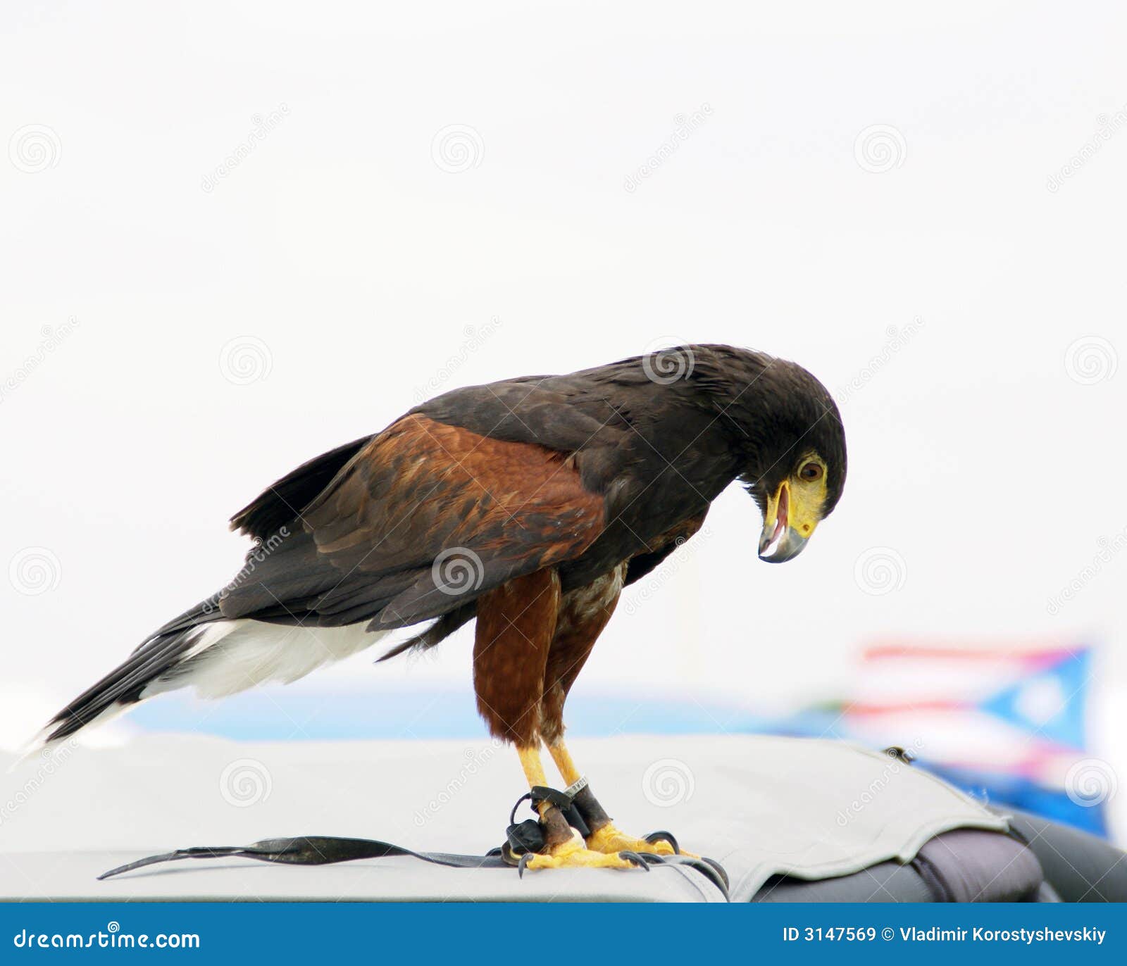 Raptor stock image. Image of falcon, feather, fierce, face - 3147569