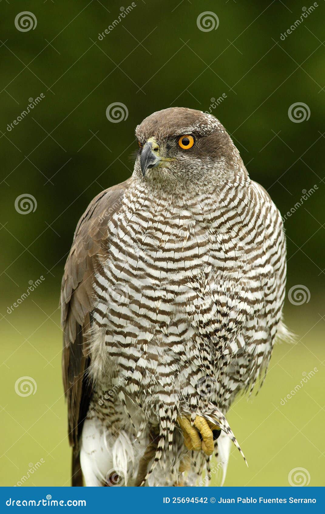 Raptor. the Azor stock photo. Image of nature, bird, biology - 25694542