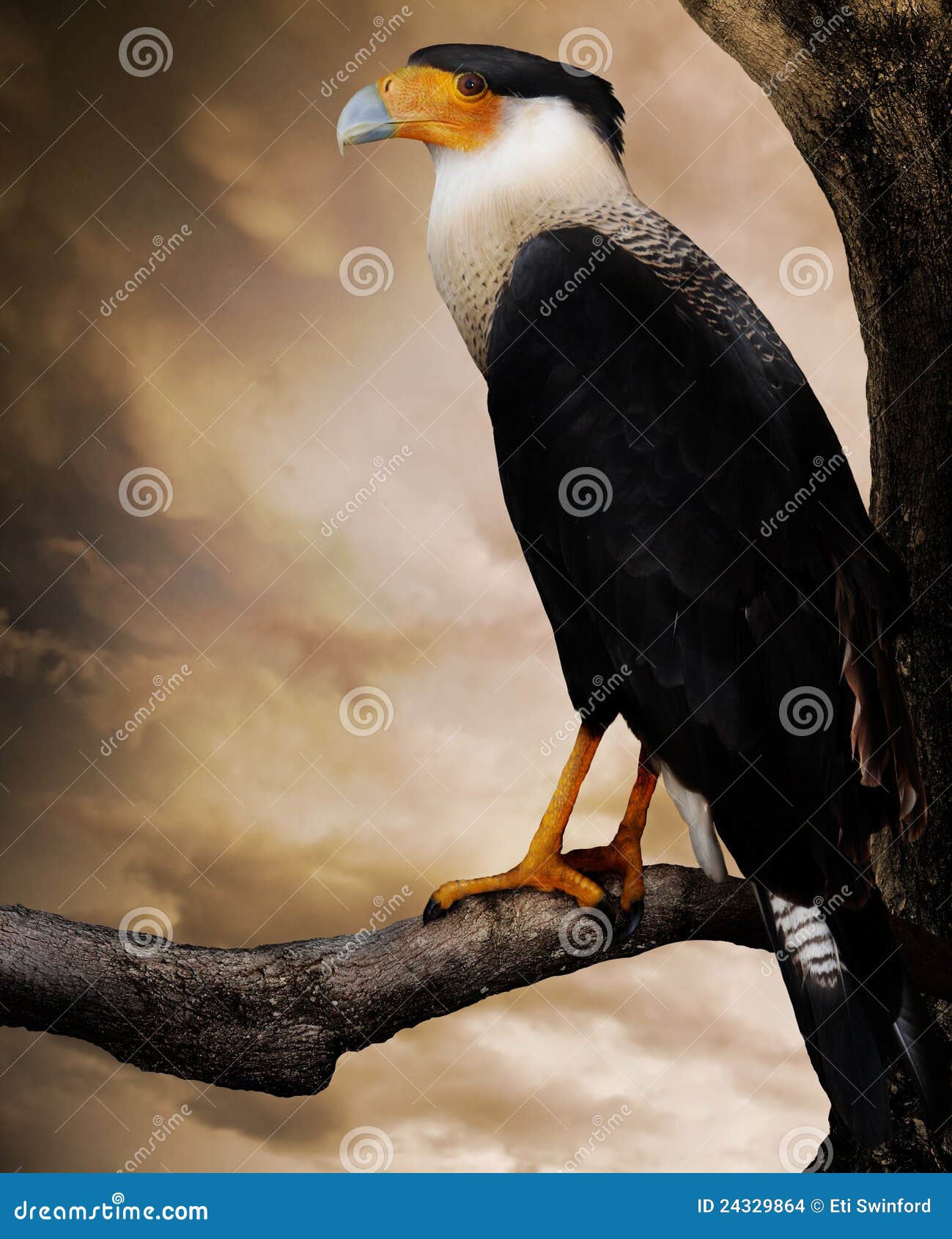 Raptor bird stock photo. Image of adult, animal, beak - 24329864