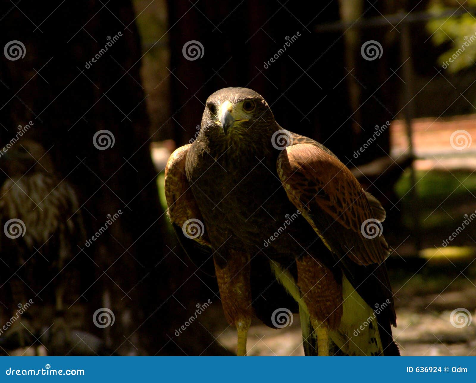 Raptor bird on perch stock photo. Image of hawk, prey, carnivorous - 636924