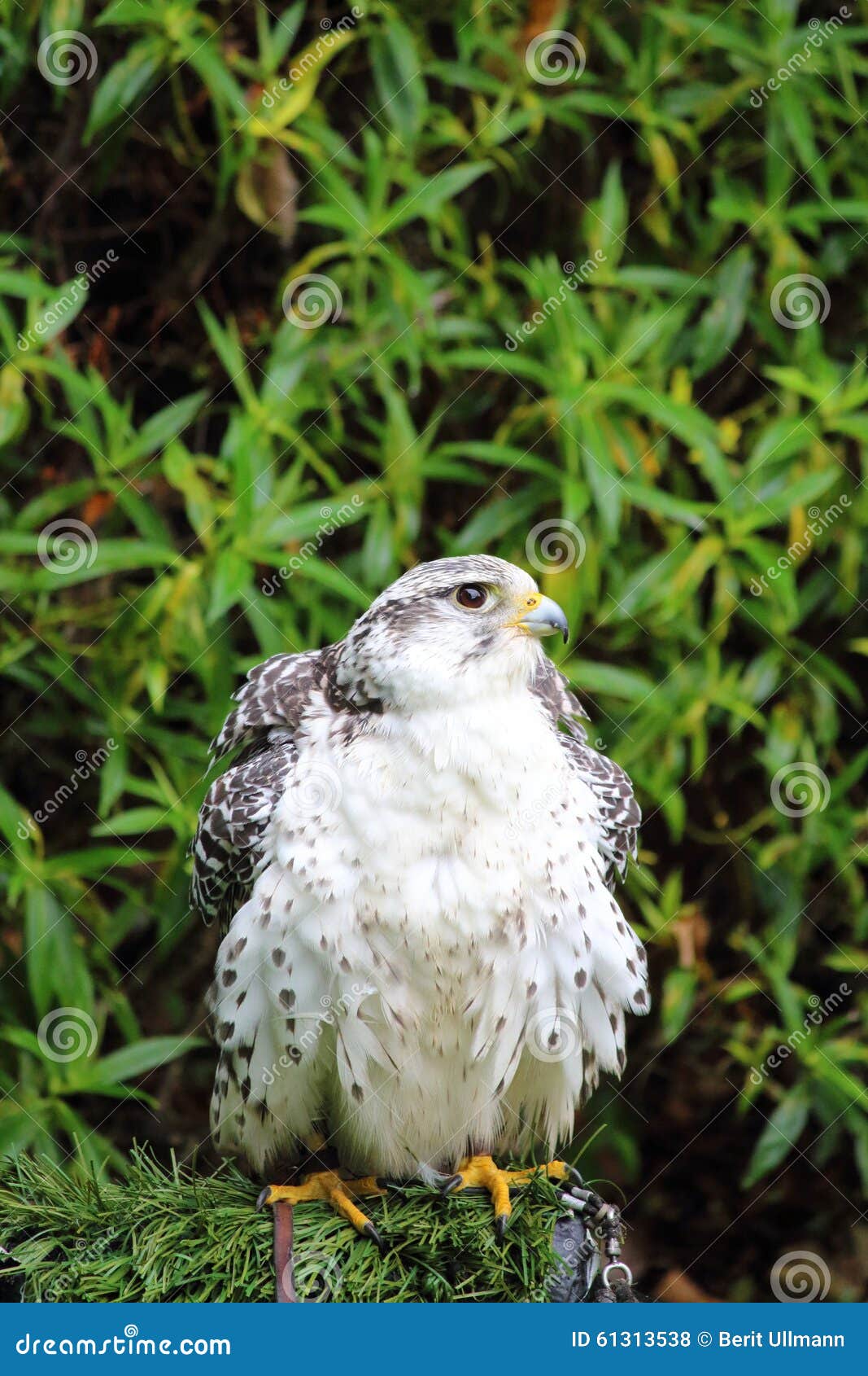 Raptor stock photo. Image of raptor, bird, white, grey - 61313538