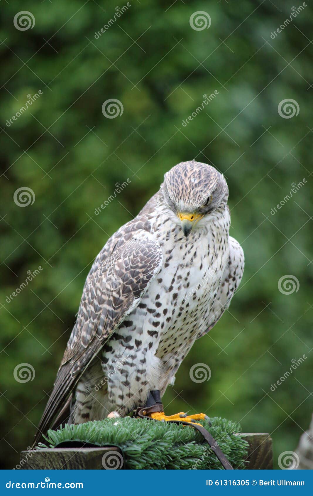 Raptor stock image. Image of domesticated, wildlife, beak - 61316305