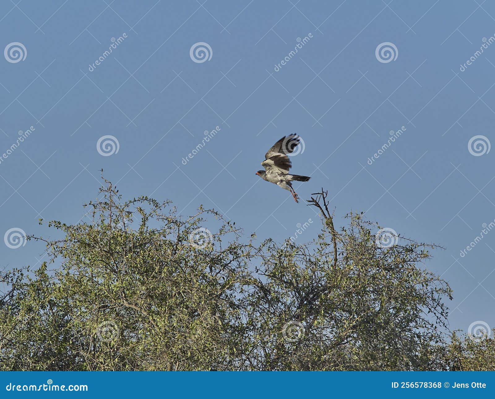 Raptor, Bird of Prey, High in a Tree in Etosha National Park Stock ...