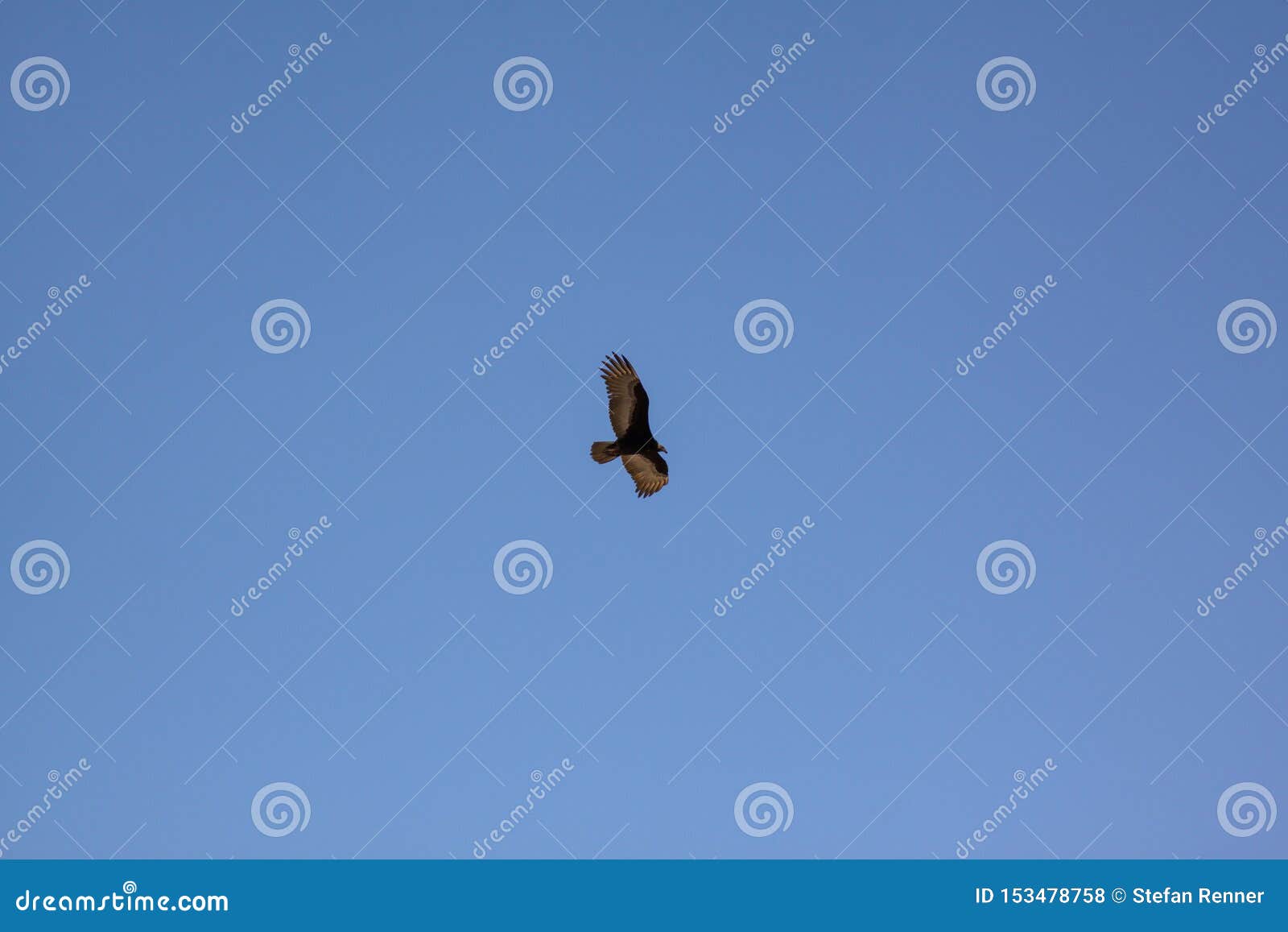 Raptor blue sky stock photo. Image of prey, hunter, clear - 153478758