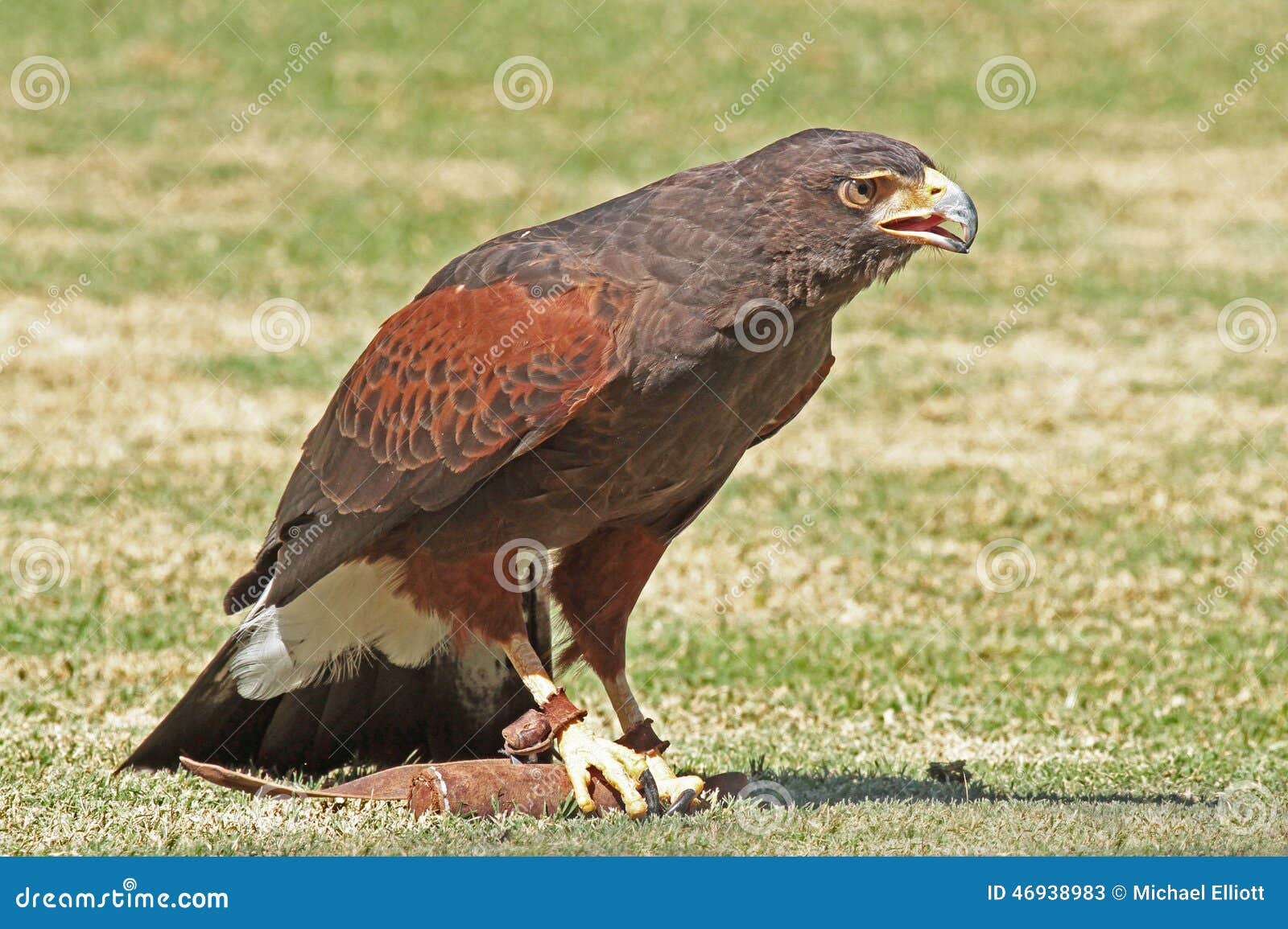 Raptor stock image. Image of active, feathers, ears, eyes - 46938983