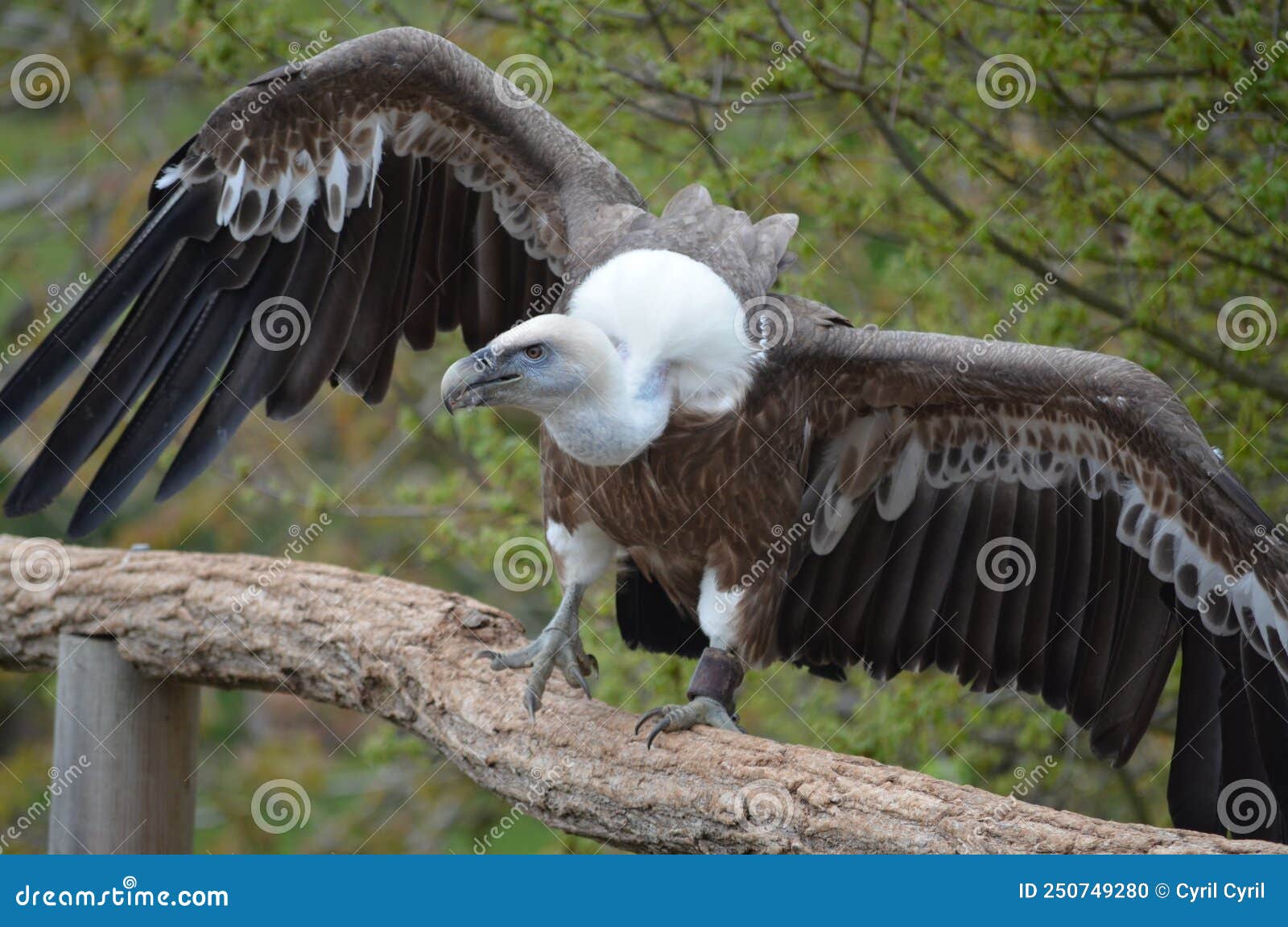 Raptor eagle bird sauvage stock photo. Image of bird - 250749280