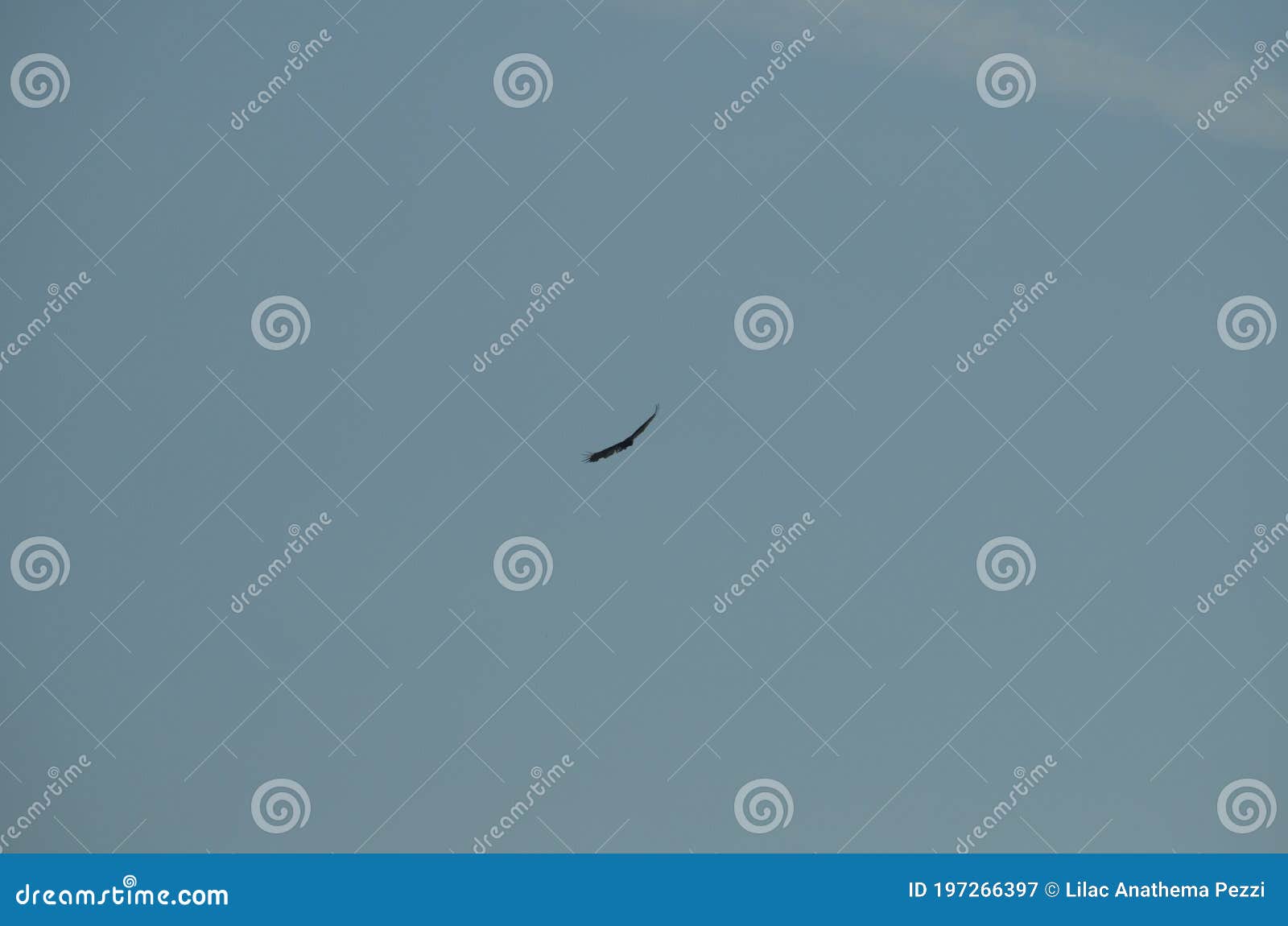 Raptor Flies in the Sky stock image. Image of wildlife - 197266397