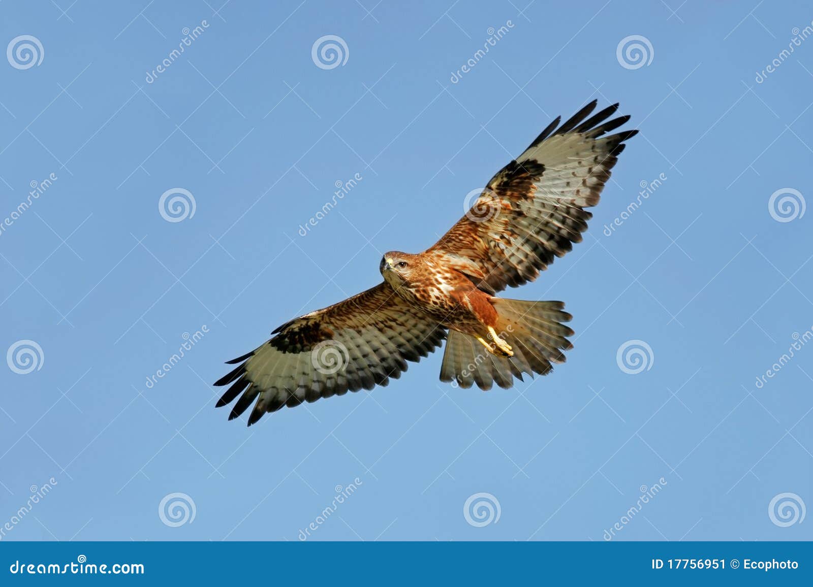 Raptor in flight stock image. Image of outstretched, southern - 17756951