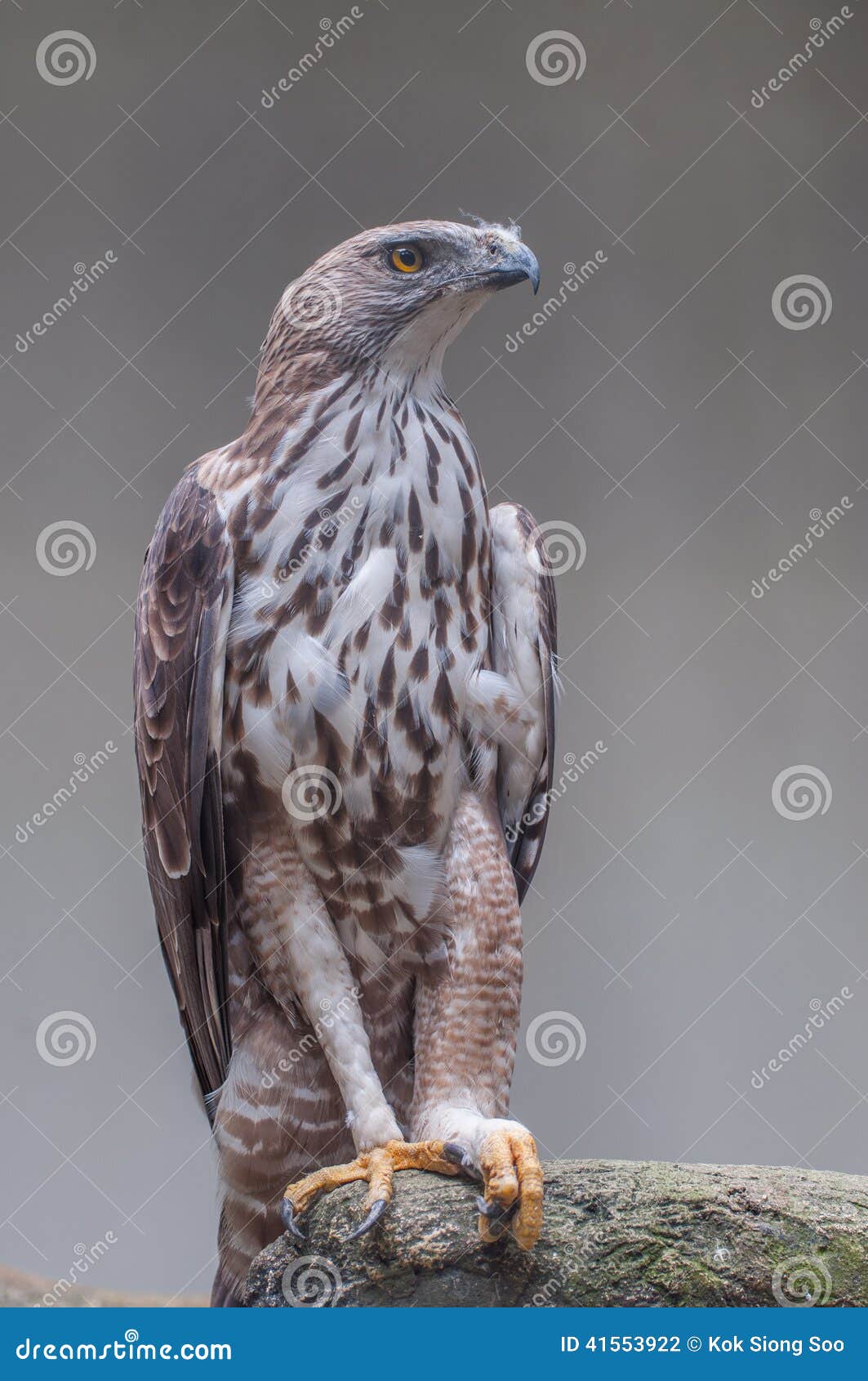 Raptor stock photo. Image of great, raptor, enormous - 41553922