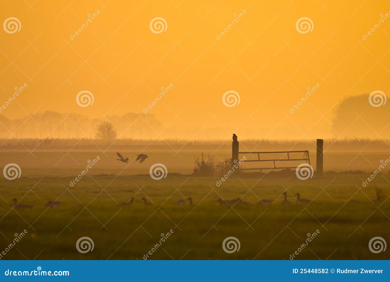 Raptor is Overlooking Fields Stock Photo - Image of nature, grass: 25448582