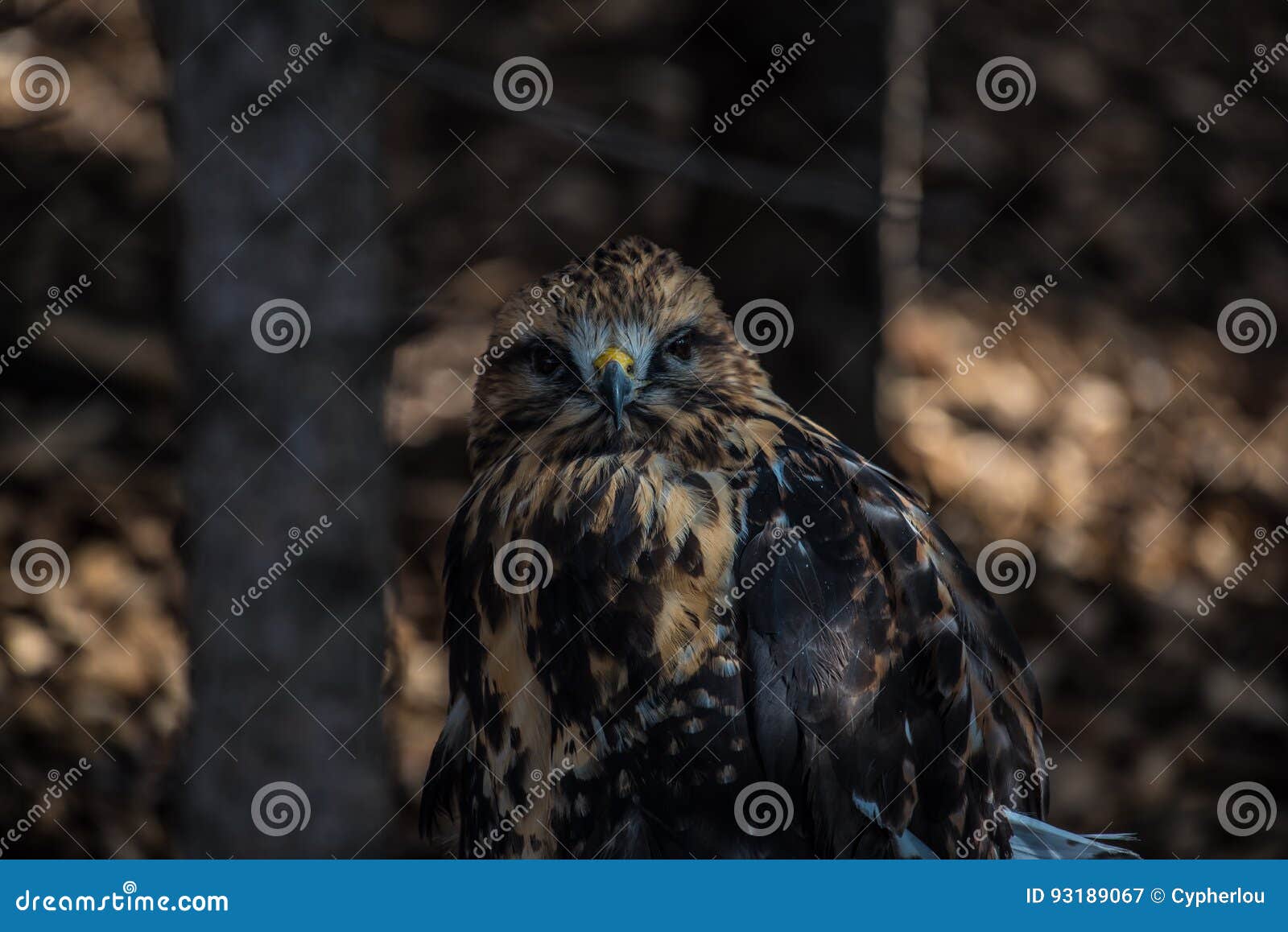Raptor Perched on the Ground Stock Image - Image of wildlife, isolated ...