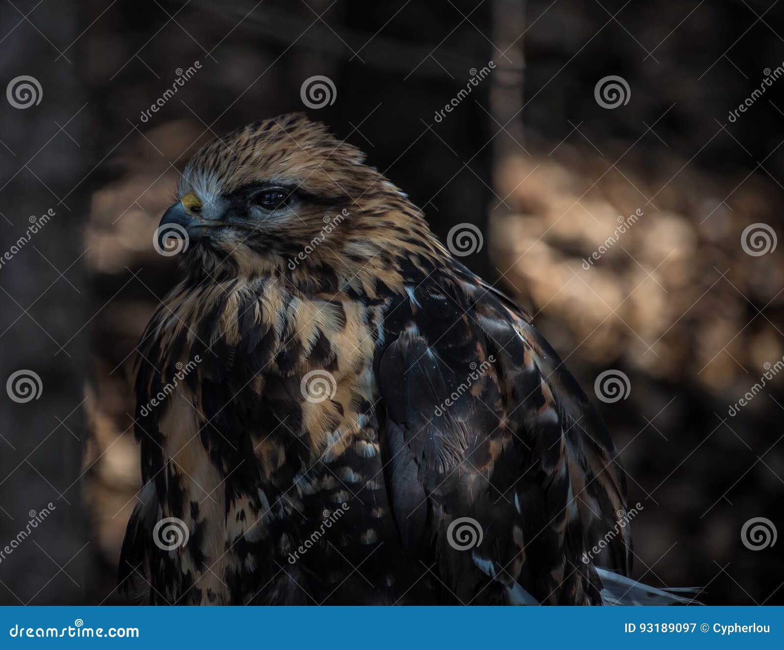 Raptor Perched on the Ground Stock Image - Image of wildlife, bird ...