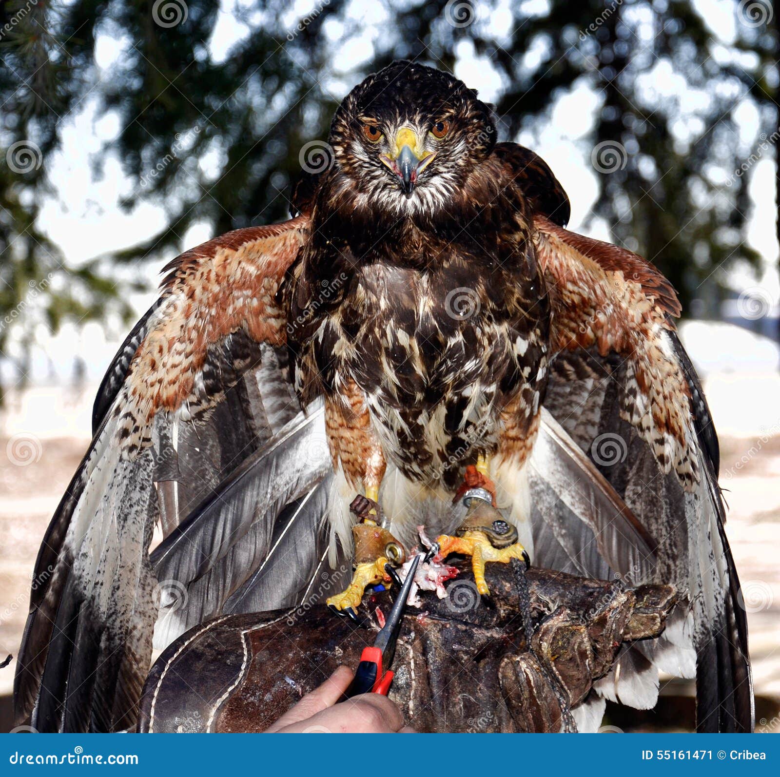 Raptor stock image. Image of ferocious, carmelito, mesteno - 55161471