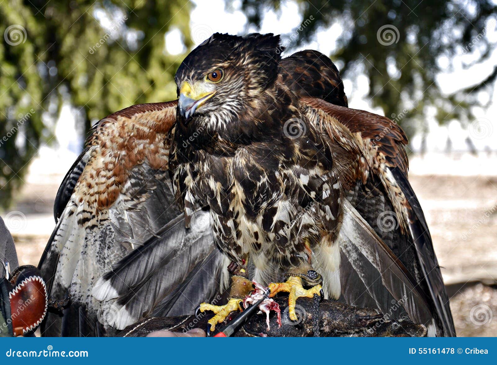 Raptor stock photo. Image of head, falconry, looking - 55161478