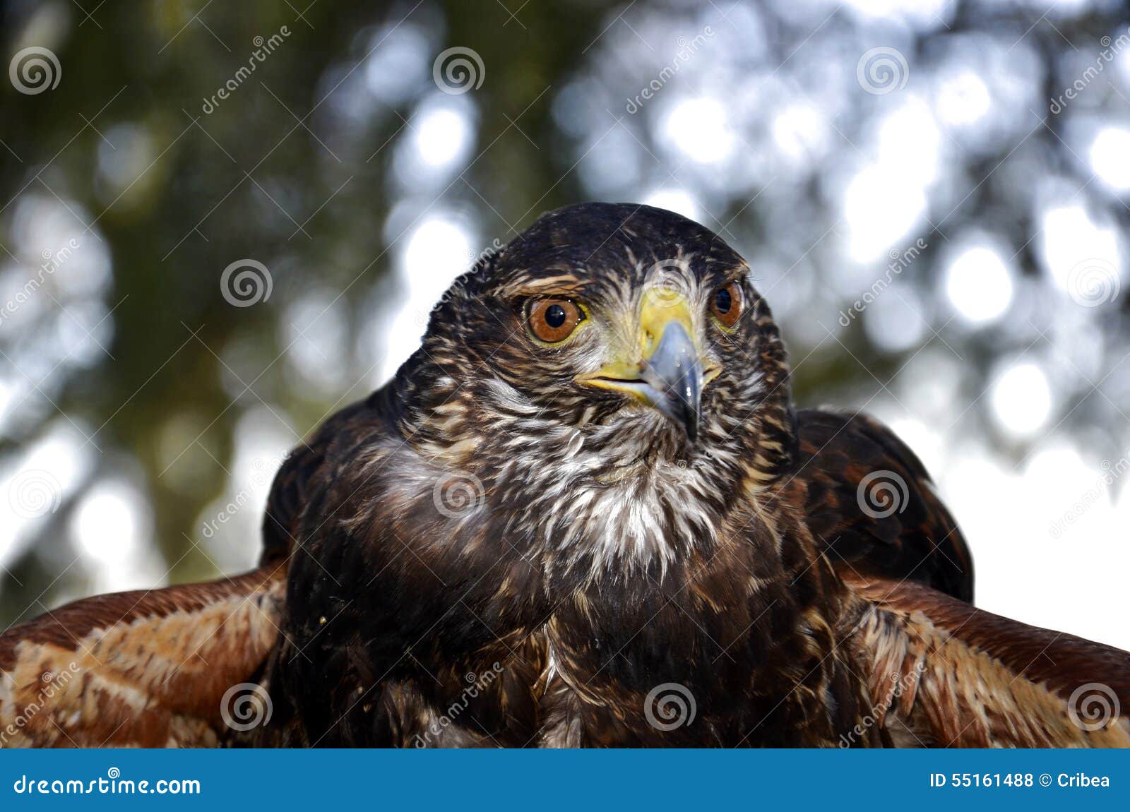 Raptor stock photo. Image of looking, booties, helmet - 55161488