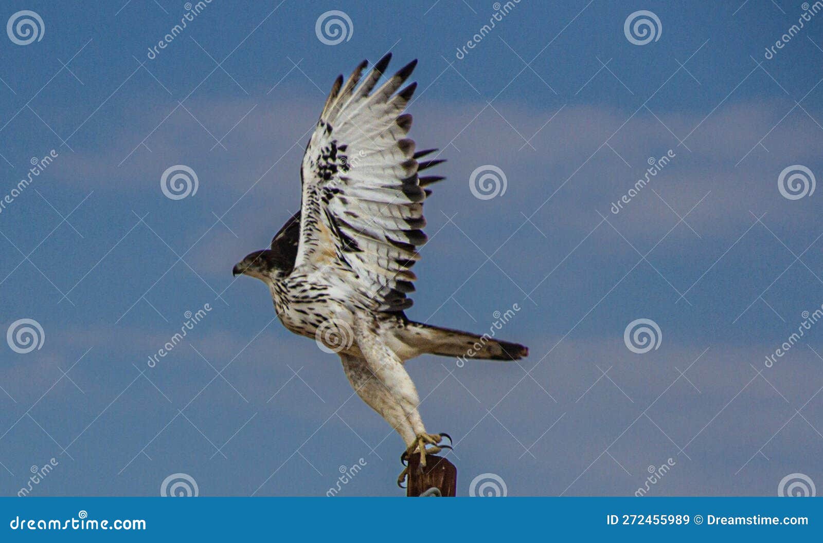 Raptor at Take-off, Khorixas Namibia Stock Image - Image of eagle ...