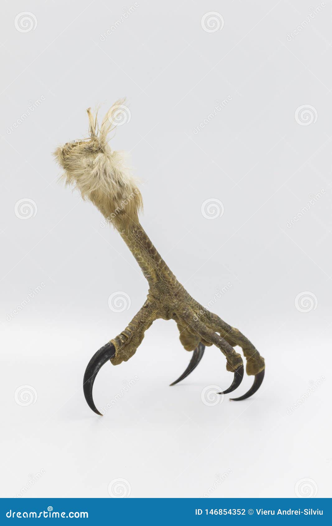 1,414 Raptor Legs Stock Photos - Free & Royalty-Free Stock Photos from ...