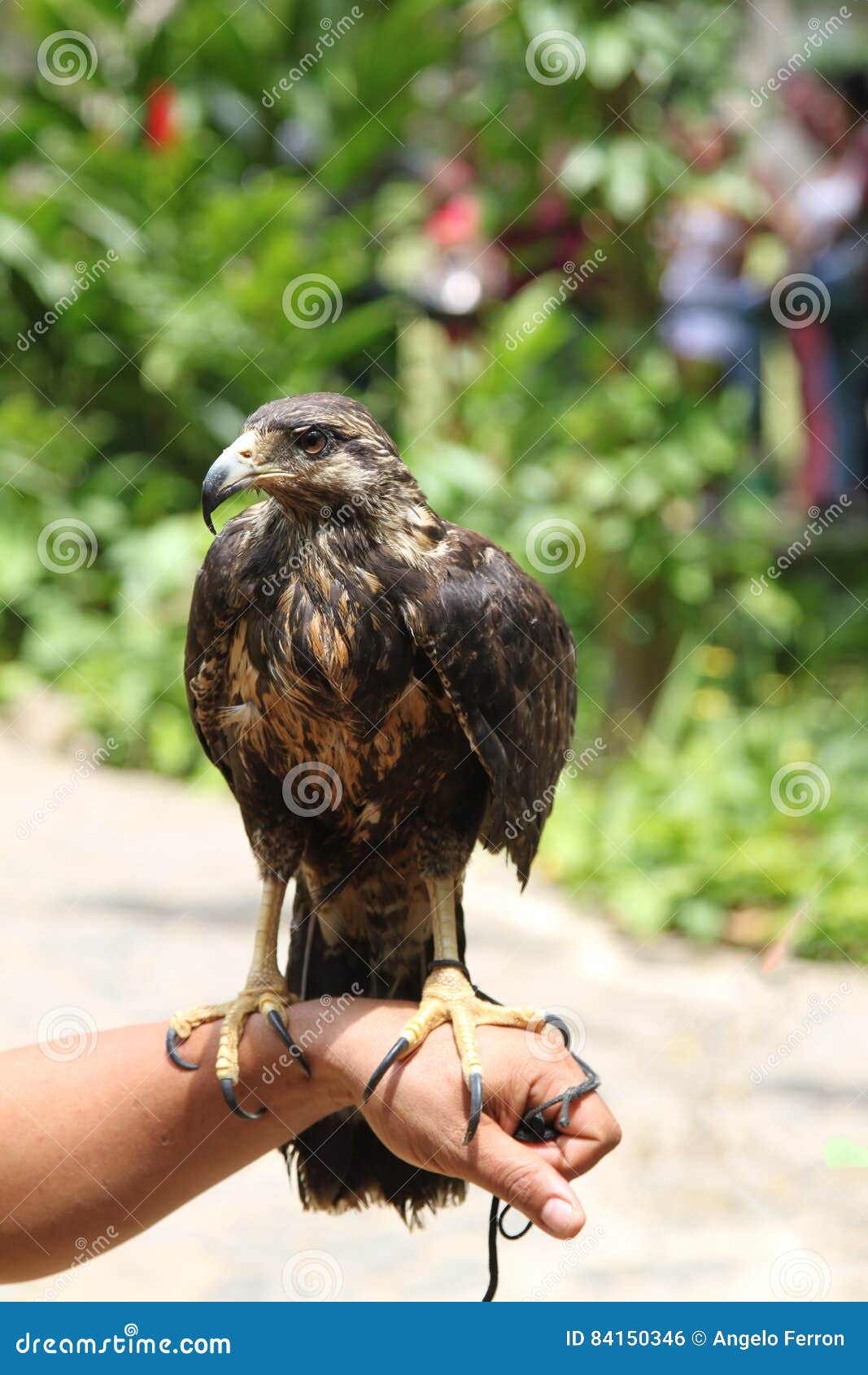 Raptor Trained Cuban Arm of Falconer Stock Photo - Image of prey ...