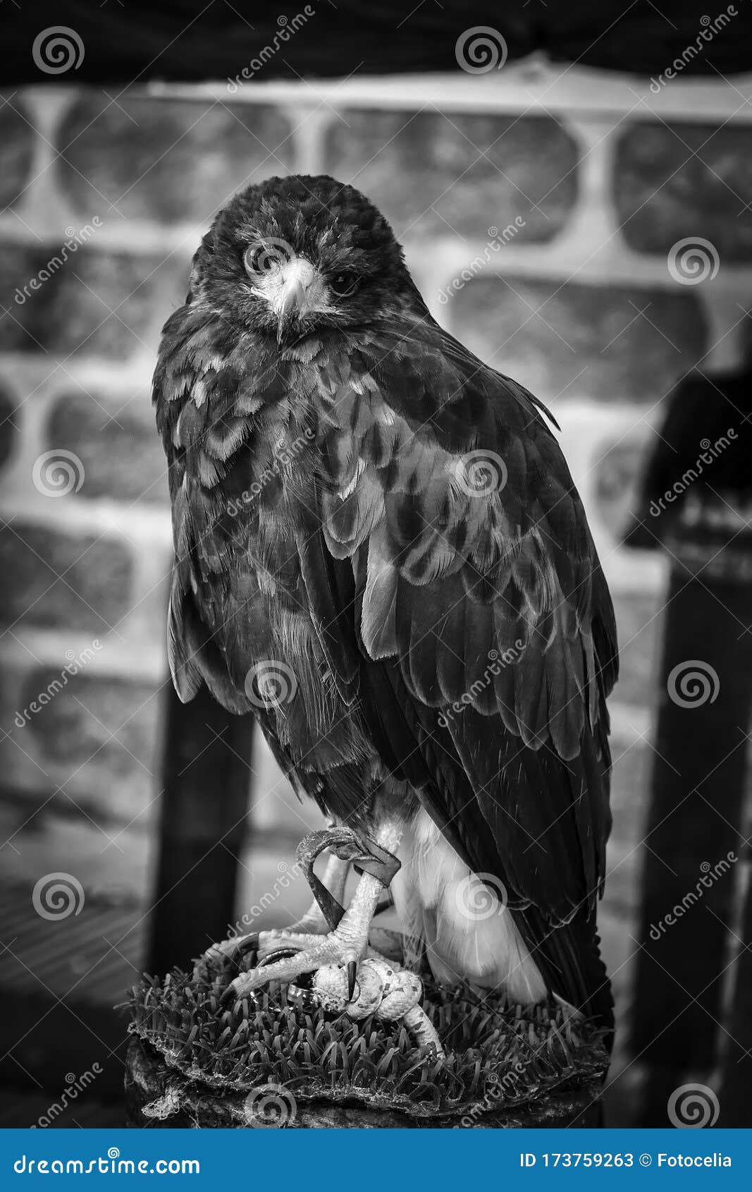 Raptor wild eagle stock image. Image of brown, falconry - 173759263