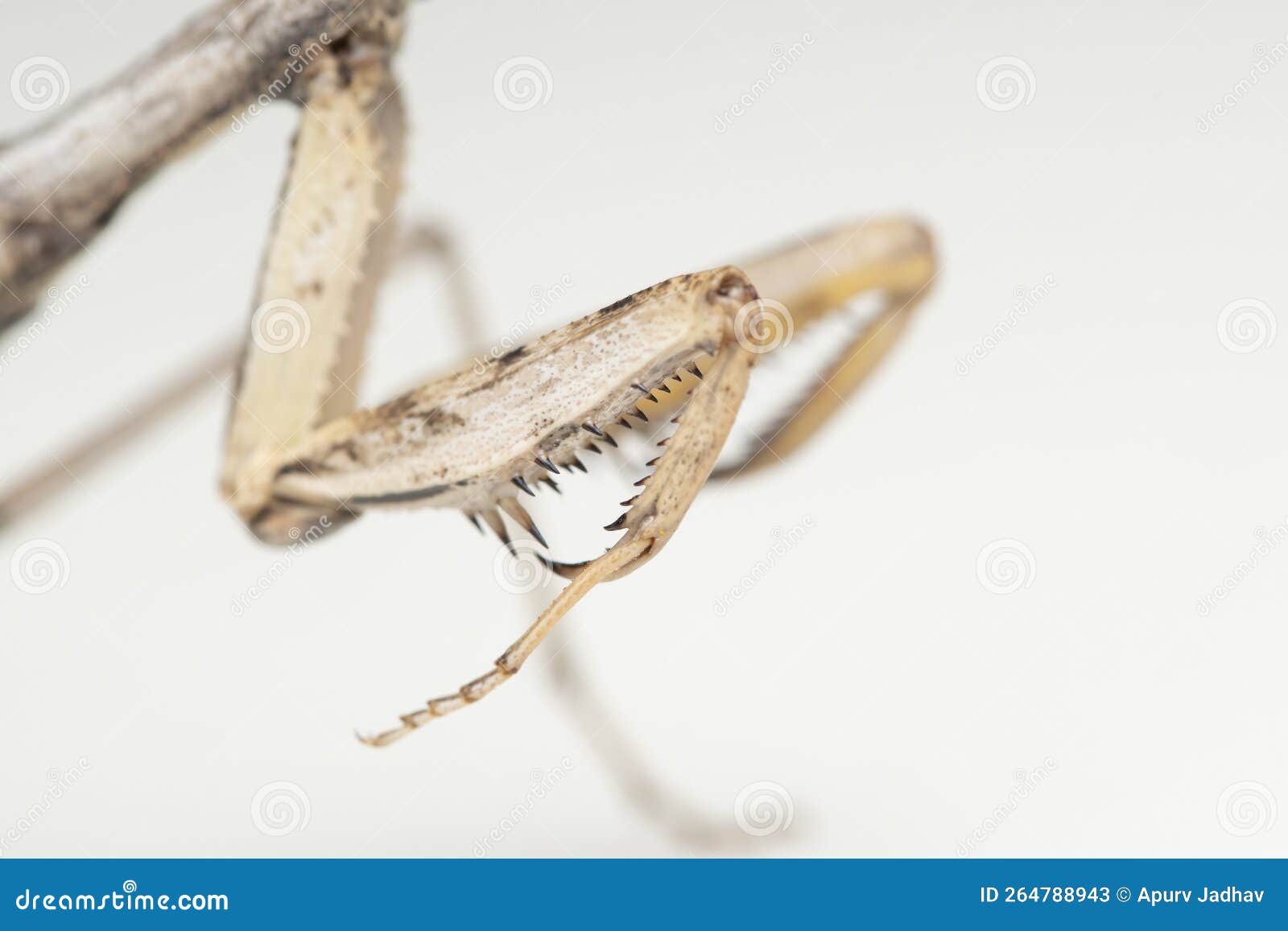 Ground and Bark Mantis Raptorial Claws Stock Image - Image of killer ...