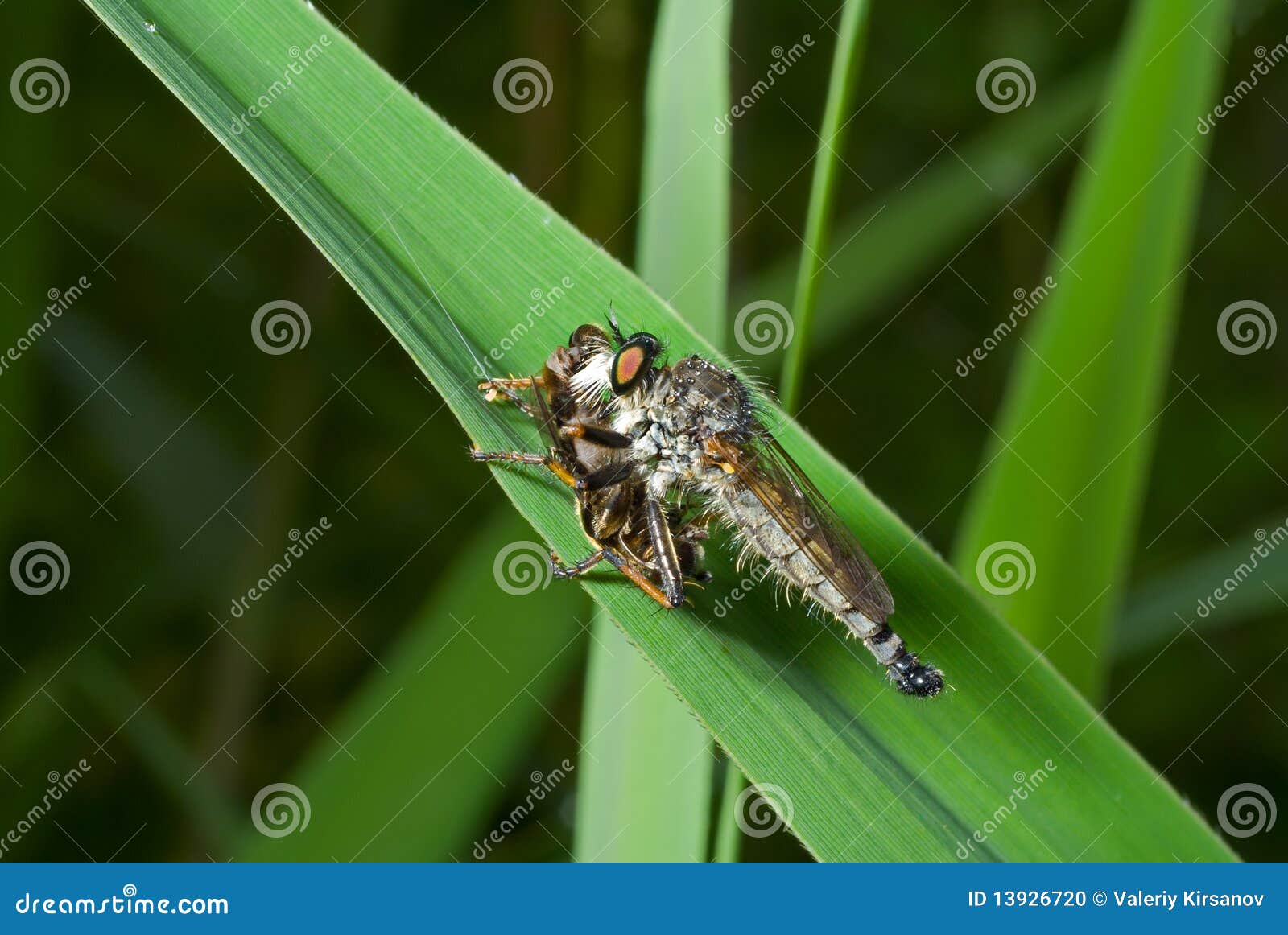 Raptorial Fly (Asilella Londti) 7 Stock Photo - Image of animal, raptor ...