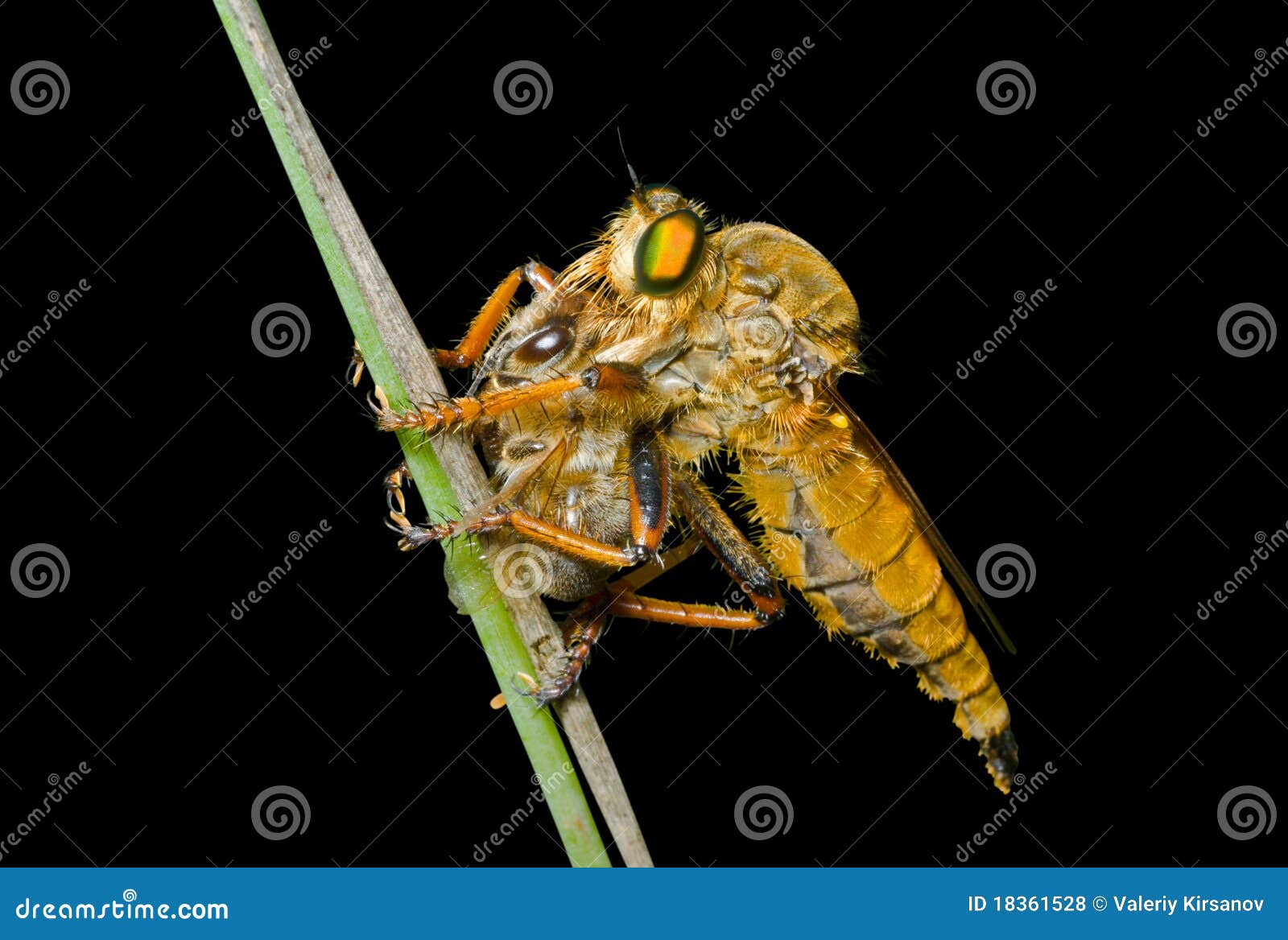 Raptorial fly (Asilidae) 6 stock photo. Image of green - 18361528