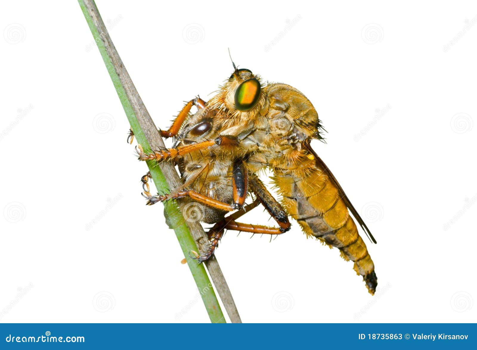 Raptorial fly (Asilidae) 8 stock image. Image of insect - 18735863