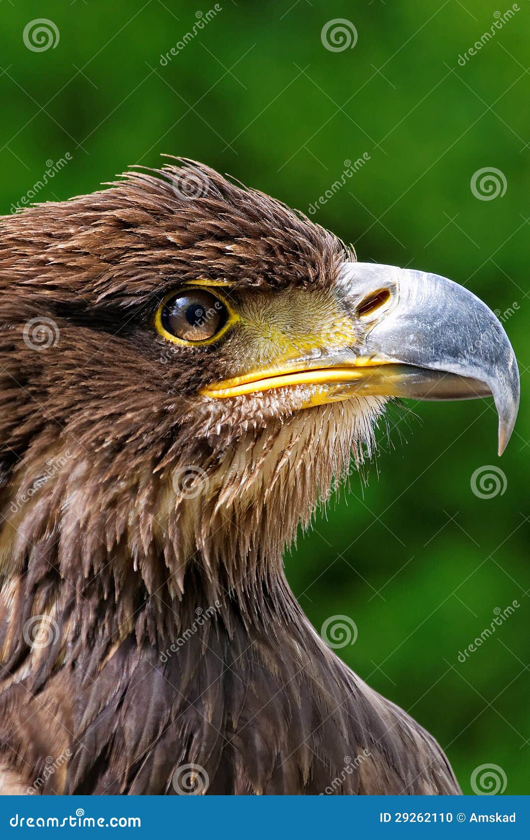 Raptors stock photo. Image of color, raptor, scavenger - 29262110